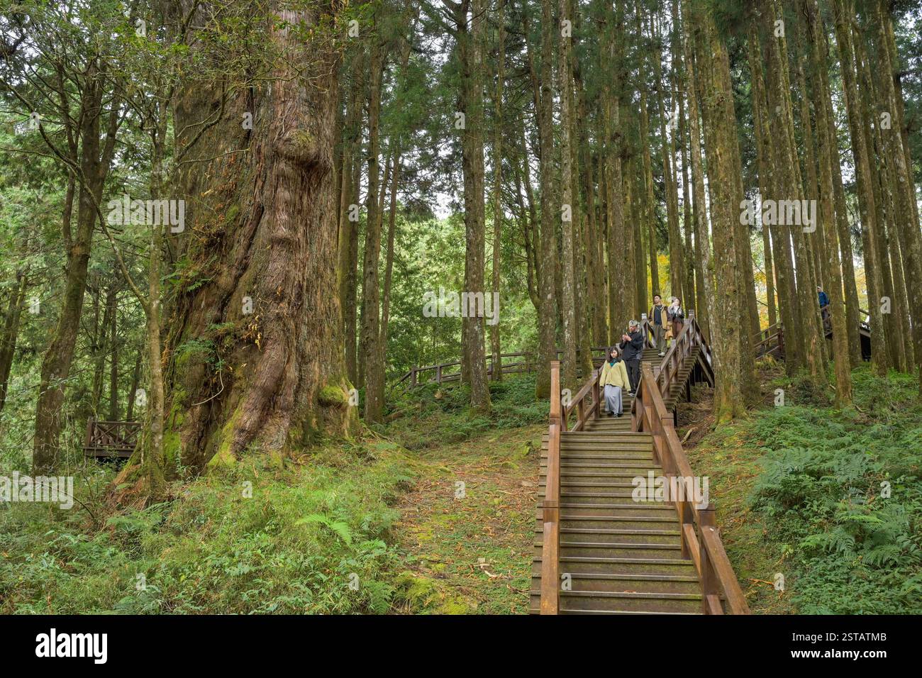 Baum Nr. 28, Rote Taiwanzypresse, Alishan National Forest Recreation ...