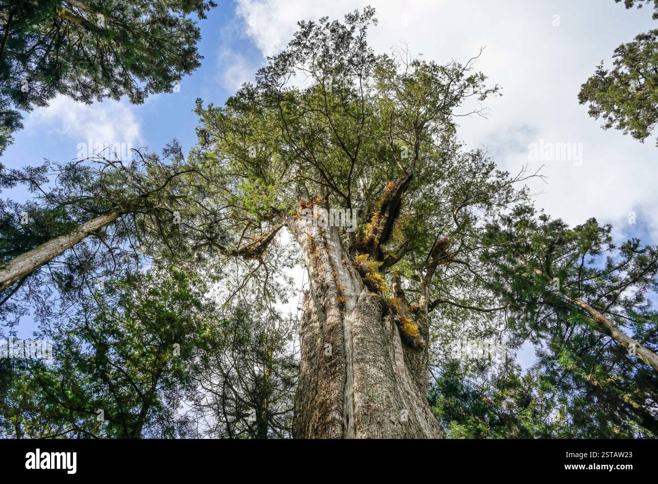 Der heilige Xianglin-Baum, Xianglin Giant Tree, Rote Taiwanzypresse ...