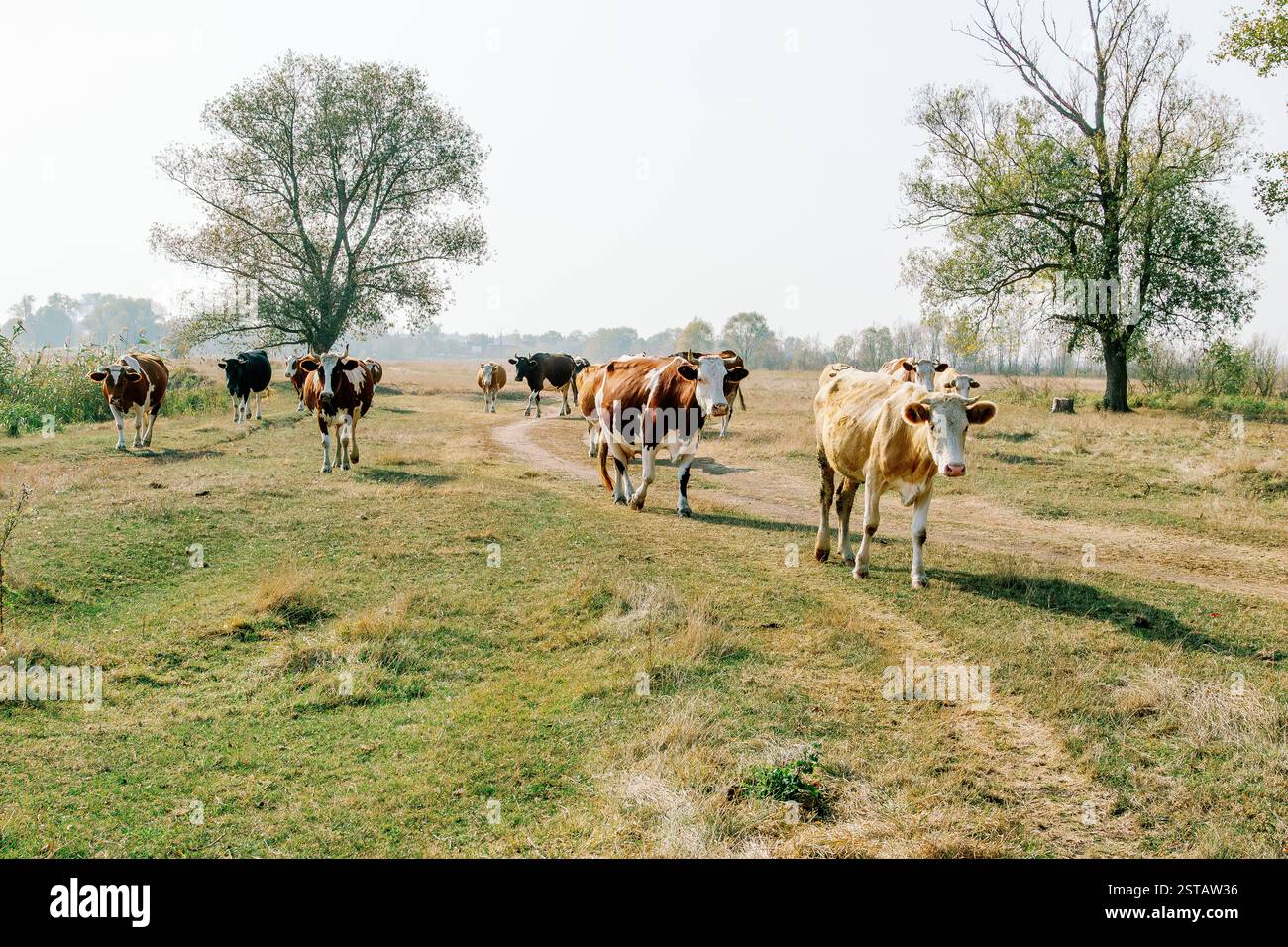 A group of cows walks along a winding dirt path in a dry rural ...