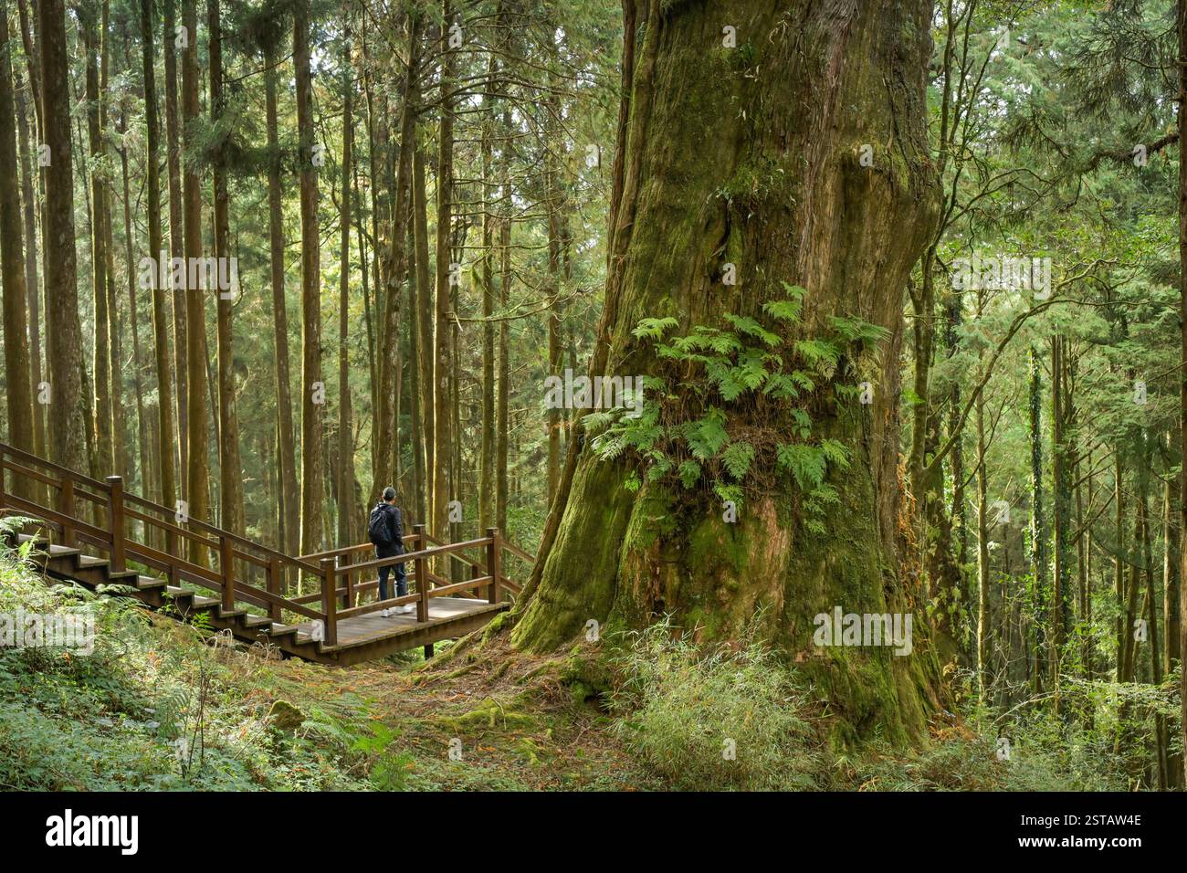 Baum Nr. 28, Rote Taiwanzypresse, Alishan National Forest Recreation ...