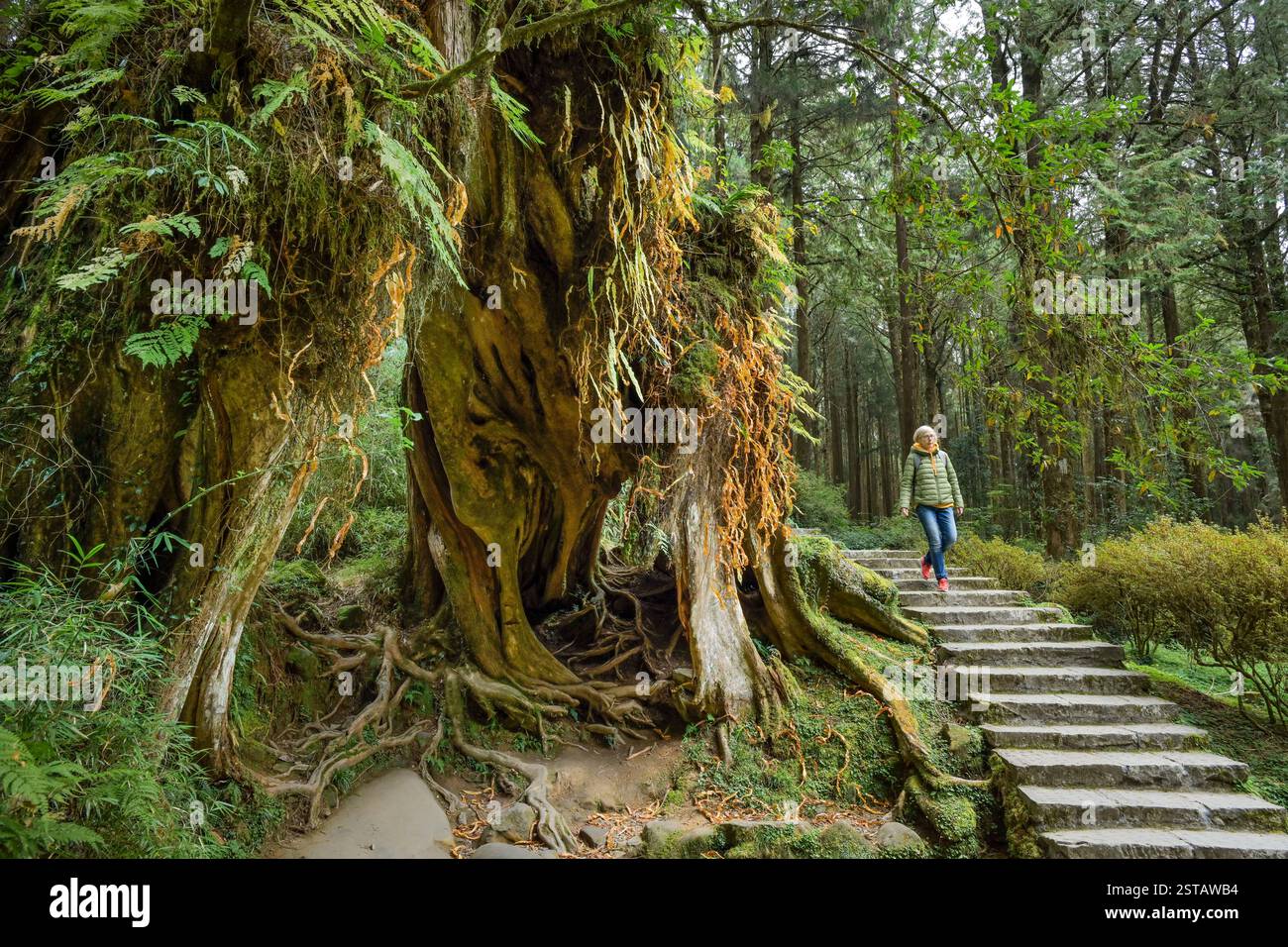 Wanderweg, Wurzel, Rote Taiwanzypresse, Alishan National Forest ...