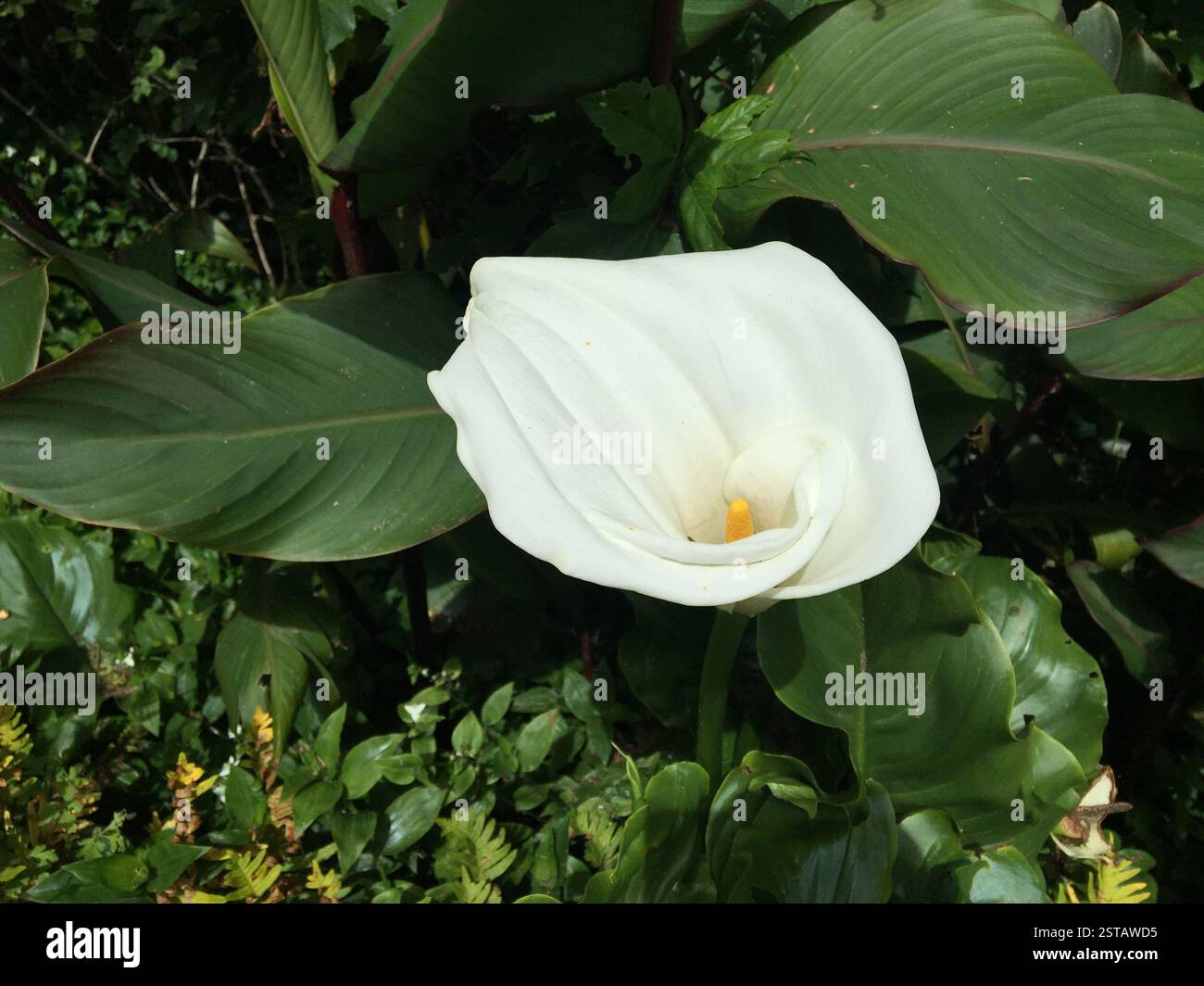 Blush orchid hi-res stock photography and images - Alamy