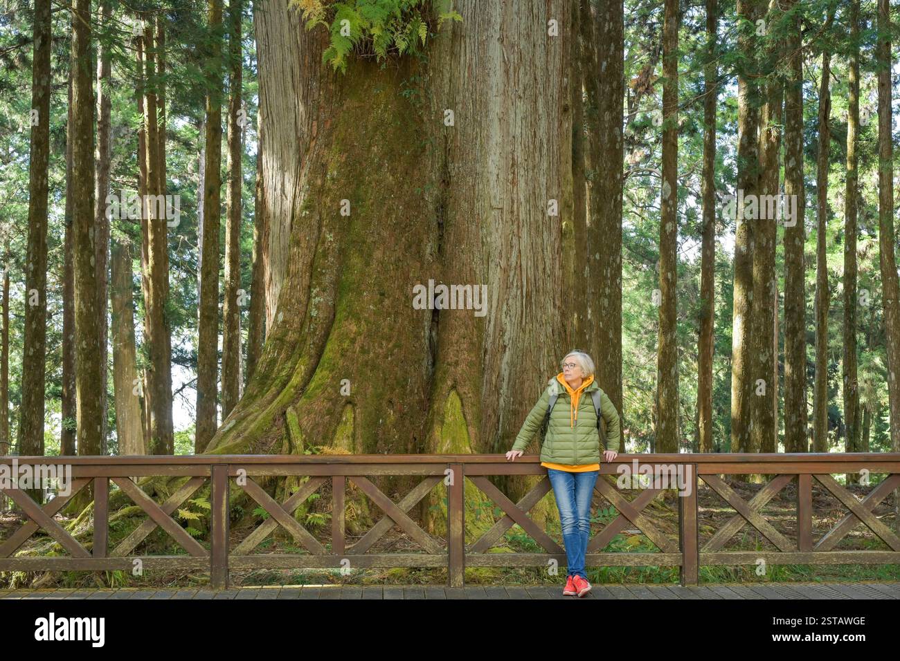 Die Tausendjährige Zypresse, Thousand Year Cypress, Alishan National ...