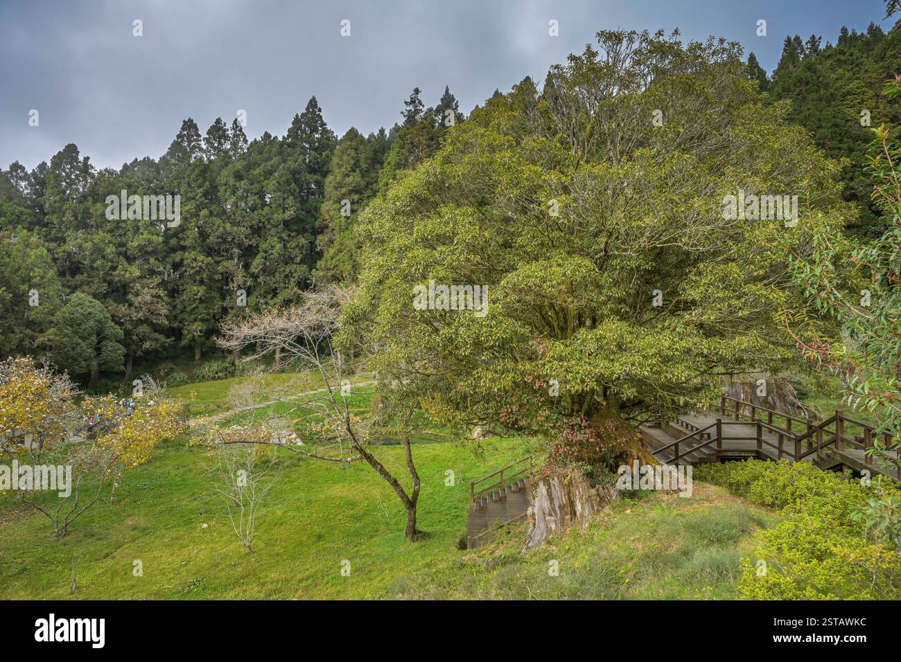 Park am Magnolia Garden, Alishan National Forest Recreation Area ...