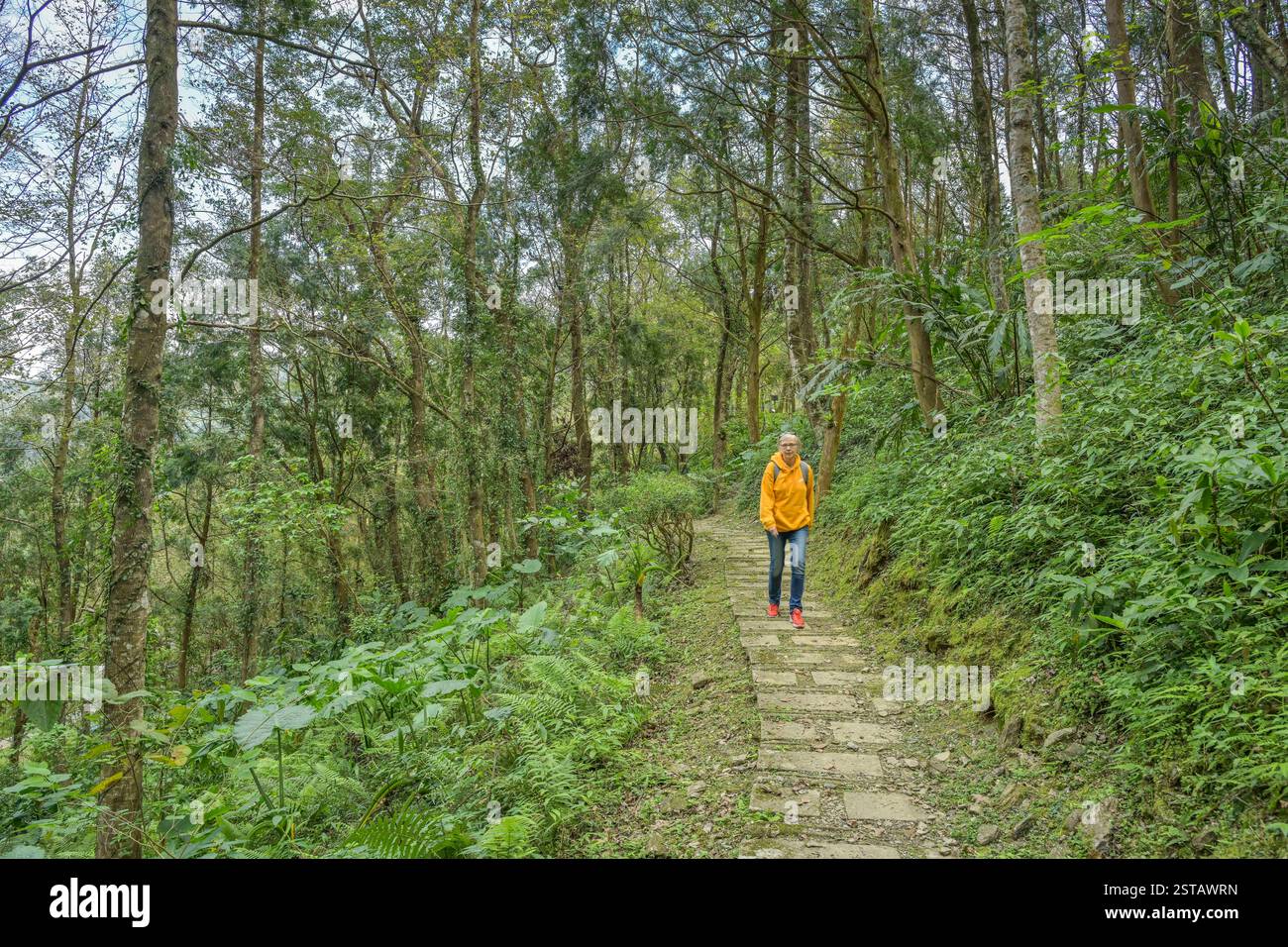Wanderung im Waldgebiet, Chinan National Forest Recreation Area ...