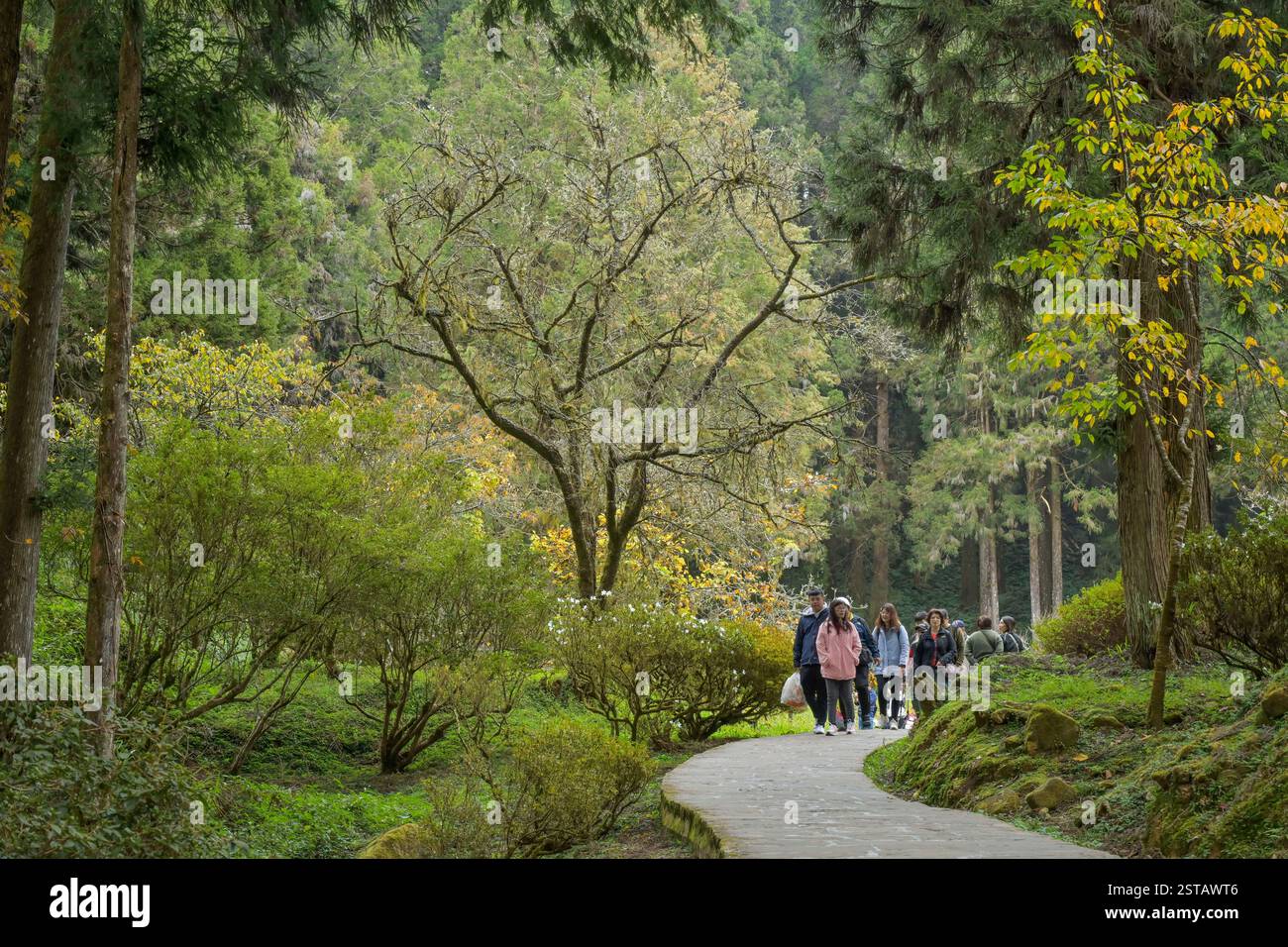 Wanderweg am Magnolia Garden, Alishan National Forest Recreation Area ...