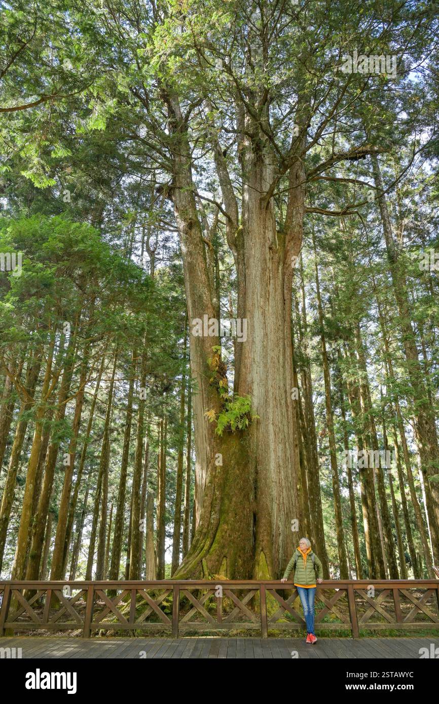 Die Tausendjährige Zypresse, Thousand Year Cypress, Alishan National ...