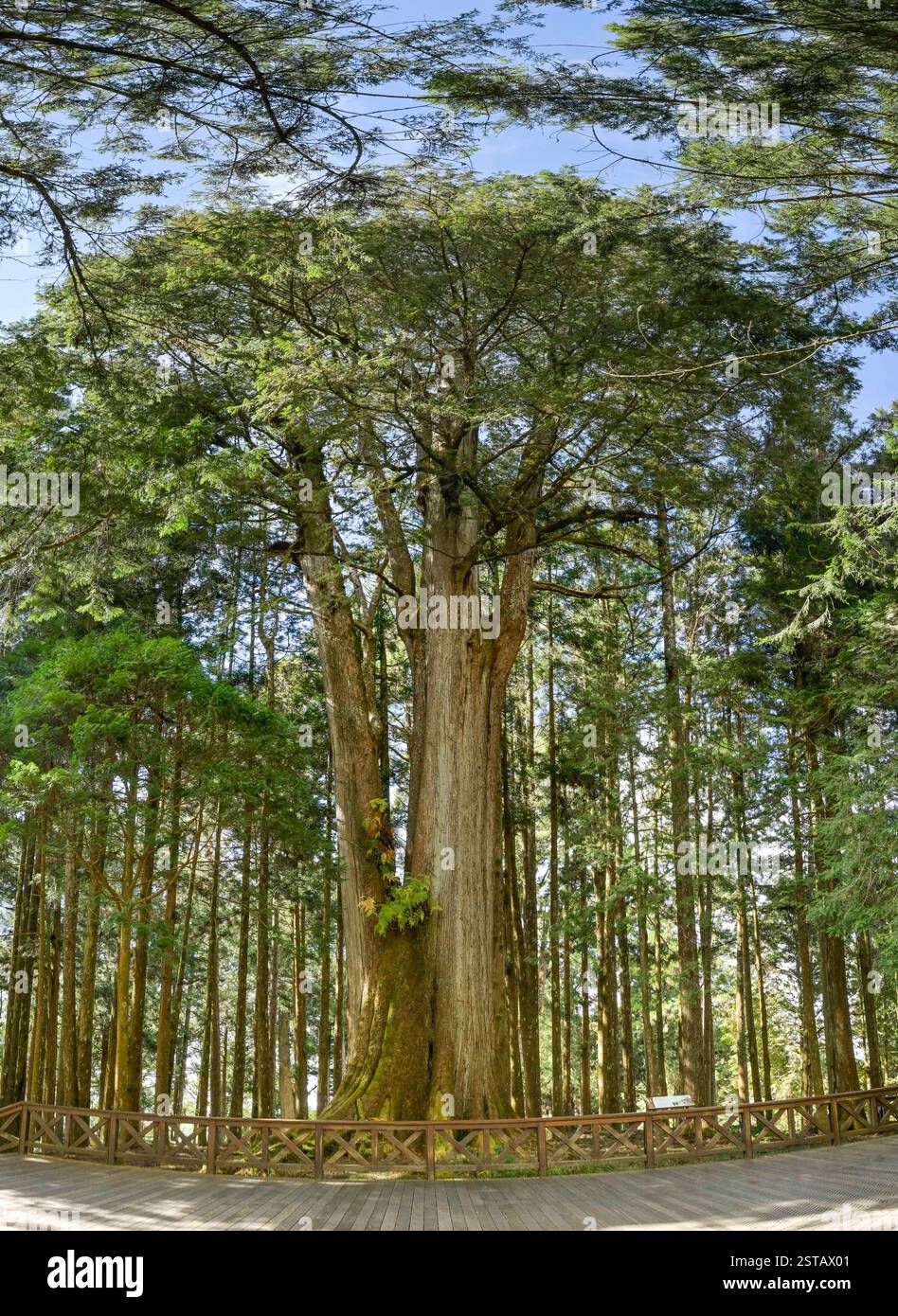 Die Tausendjährige Zypresse, Thousand Year Cypress, Alishan National ...