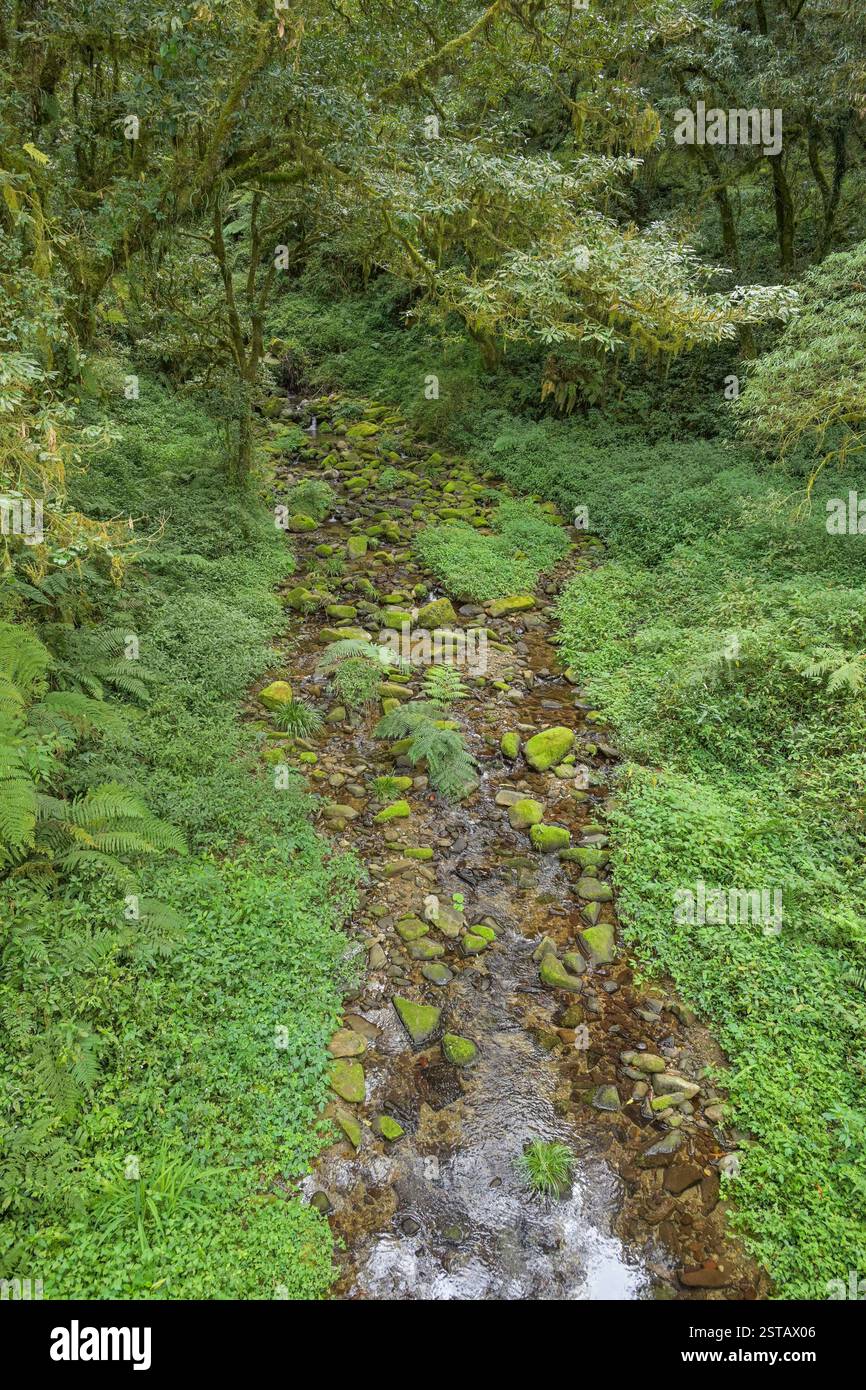 Bach, Alishan National Forest Recreation Area, Alishan Township, Chiayi ...