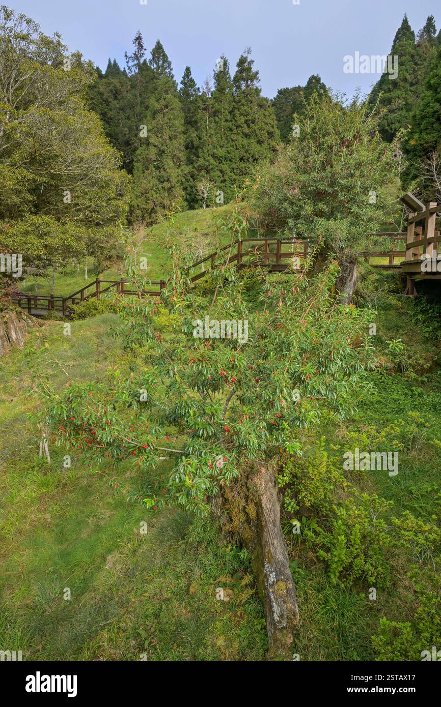 Park am Magnolia Garden, Alishan National Forest Recreation Area ...