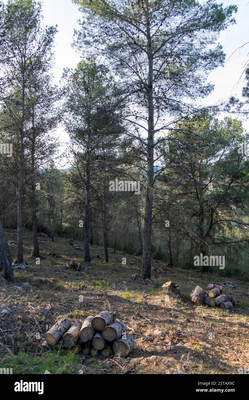 A forest with a large tree in the middle. The tree is surrounded by ...