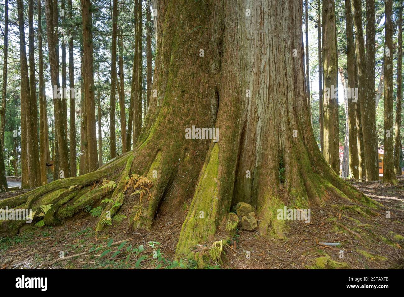 Die Tausendjährige Zypresse, Thousand Year Cypress, Alishan National ...