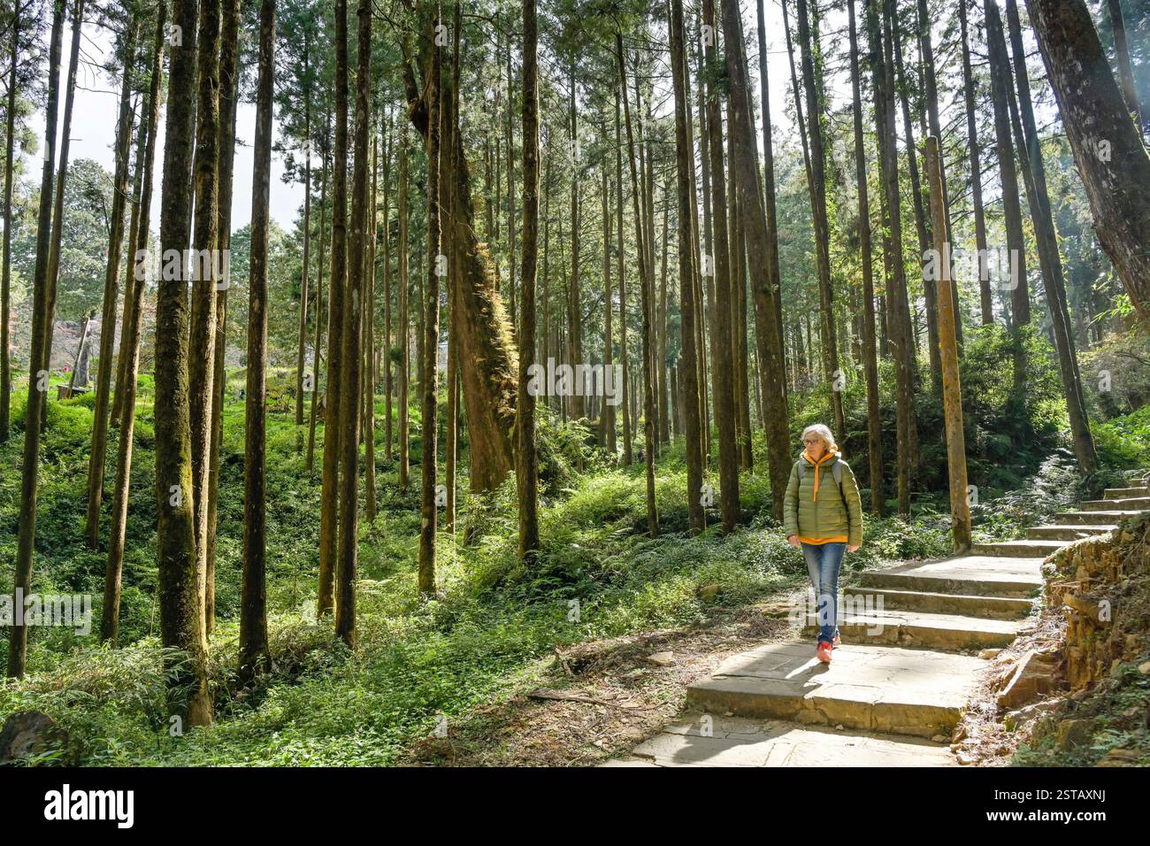 Wanderweg, Wald, Bäume, Rote Taiwanzypressen, Alishan National Forest ...