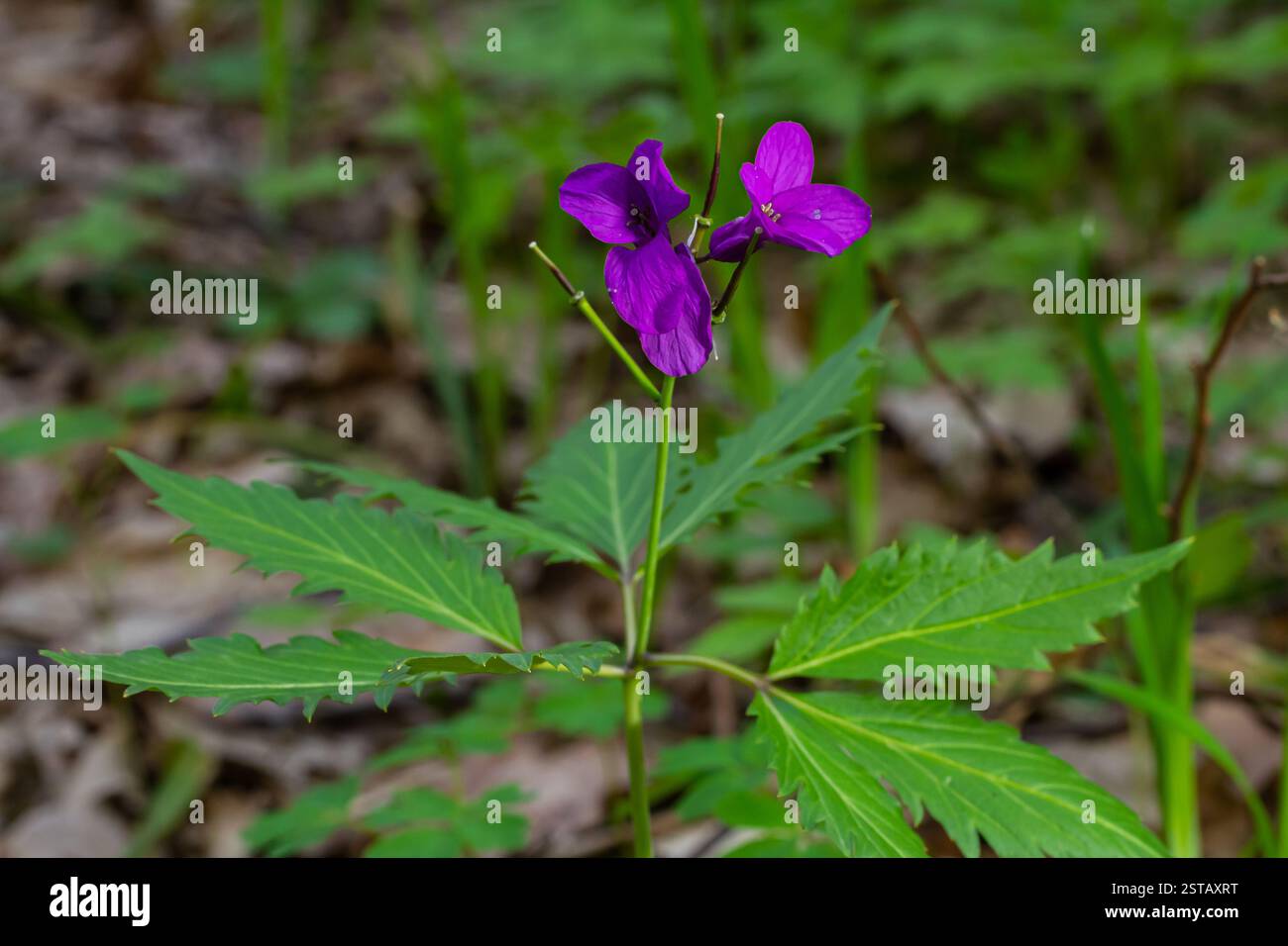 Dentaria glandulosa. Purple flowers in the spring forest Stock Photo ...