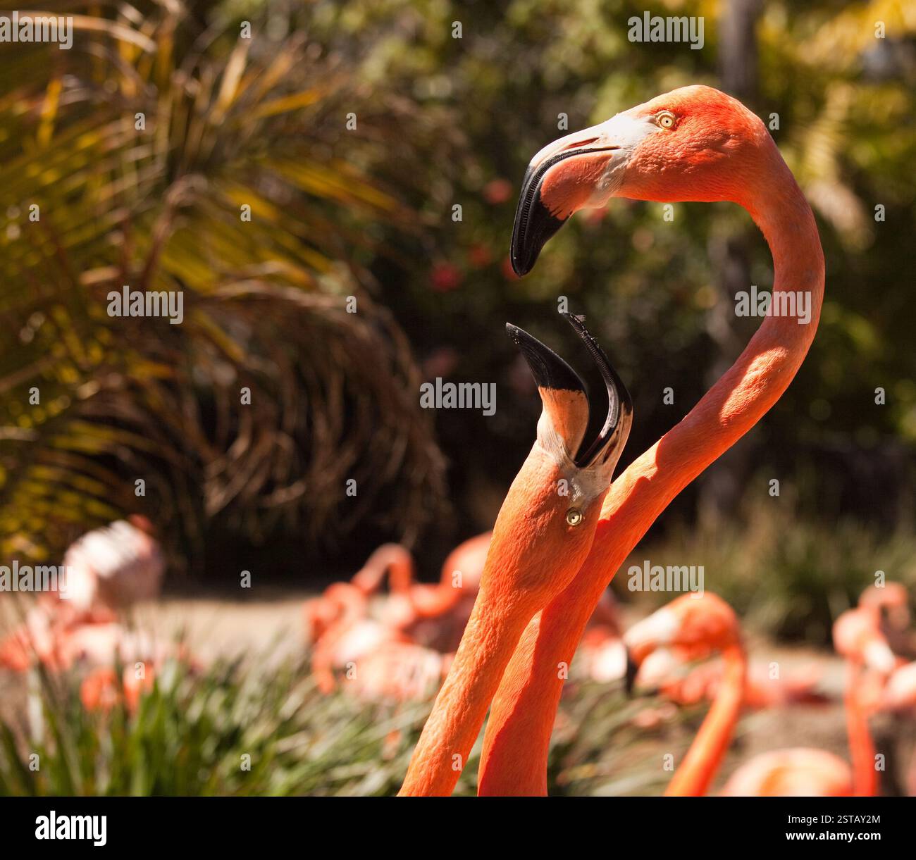 Exotic ritual hi-res stock photography and images - Alamy