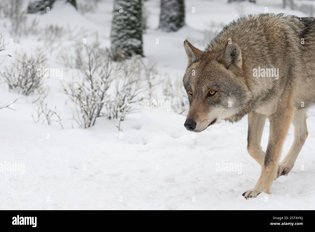 wolf walking through a snowy forest in winter Stock Photo - Alamy