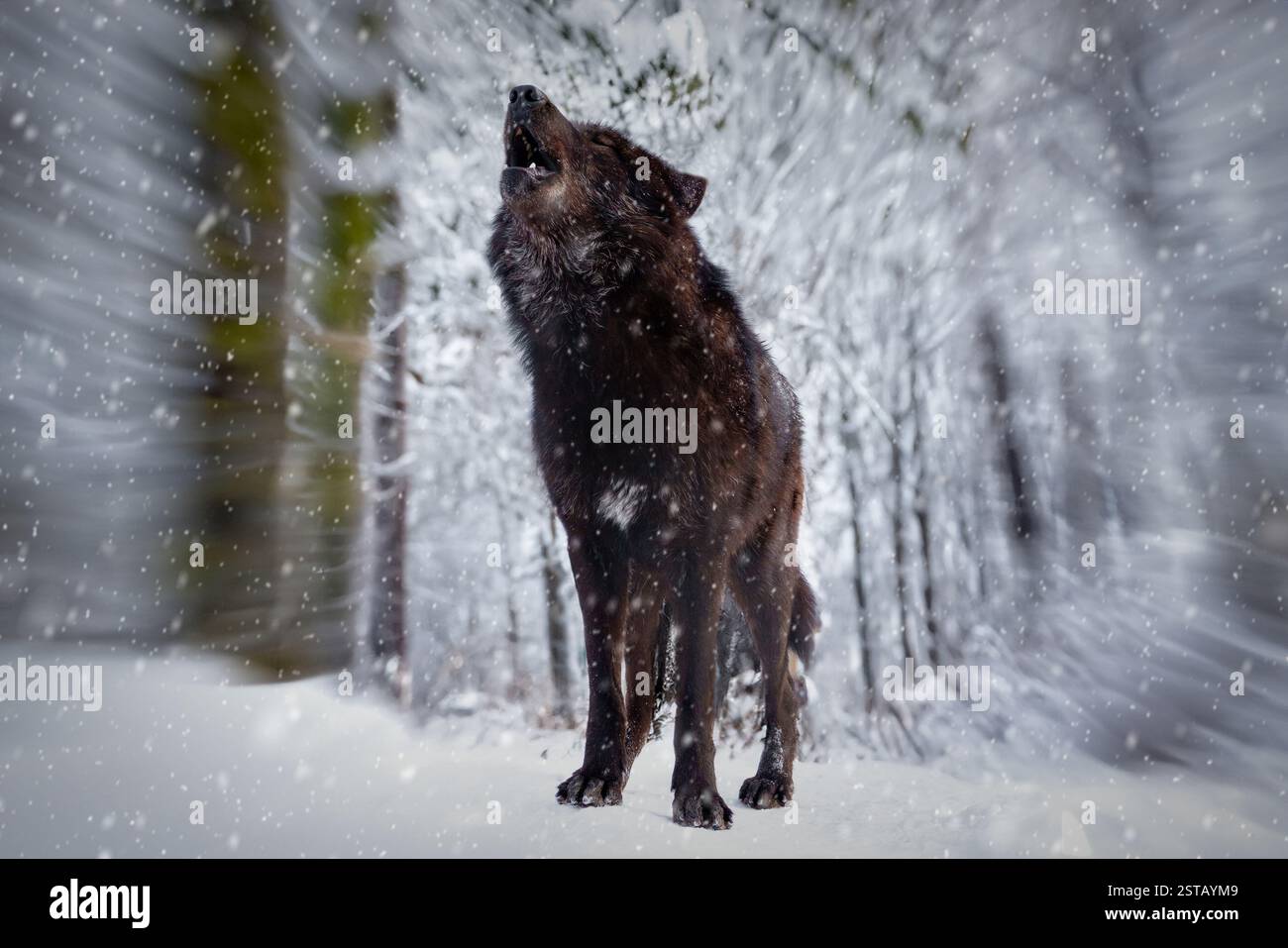 portrait of a black Canadian wolf during the falling snow Stock Photo ...
