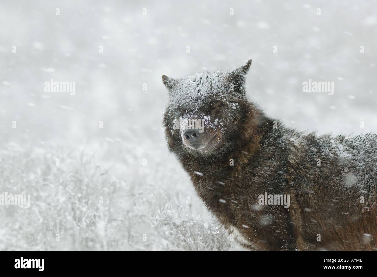 portrait of a black Canadian wolf during the falling snow Stock Photo ...