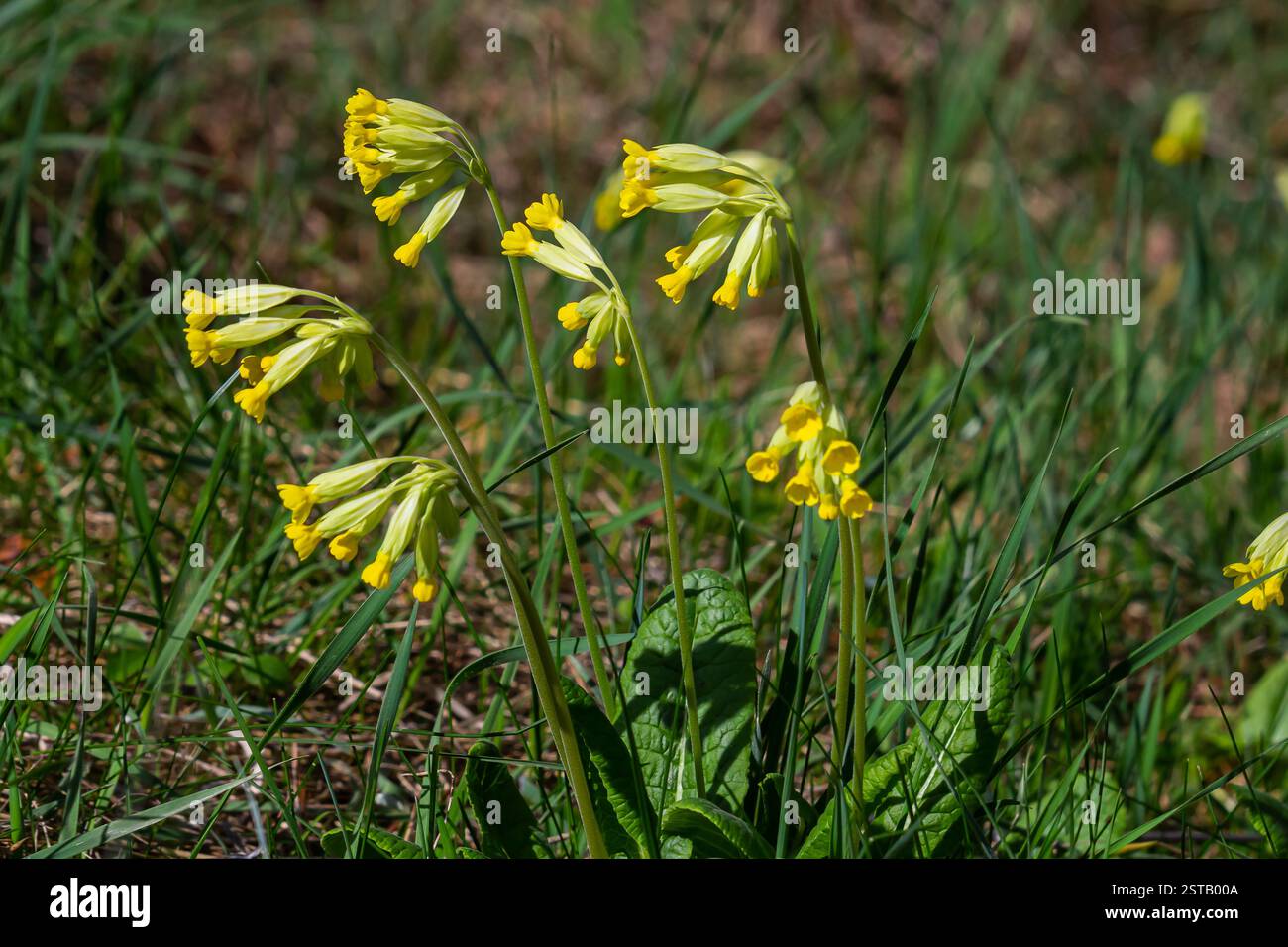 Yellow Primula veris cowslip, common cowslip, cowslip primrose on soft ...