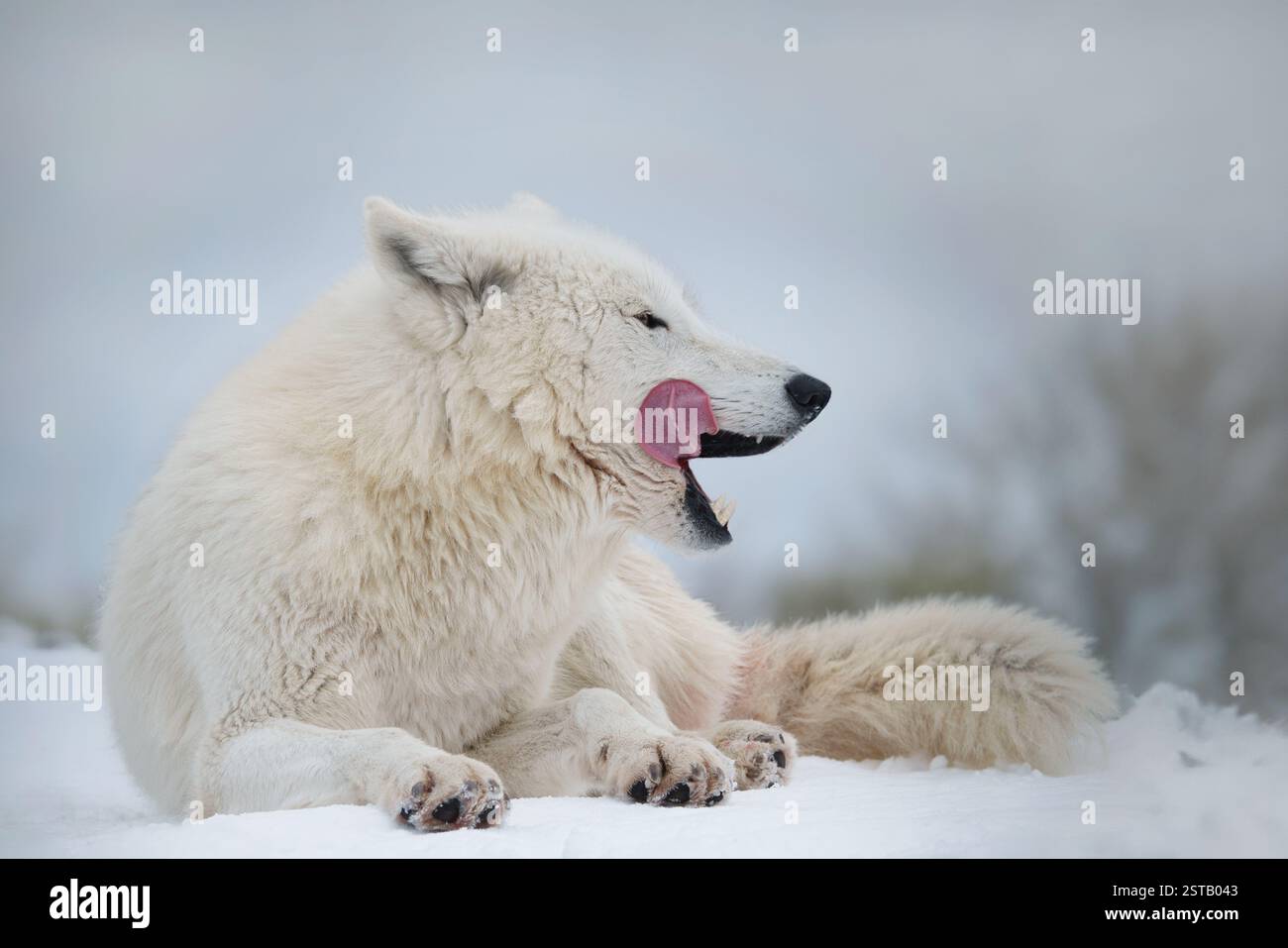 white wolf lies in the winter against the background of a forest with ...