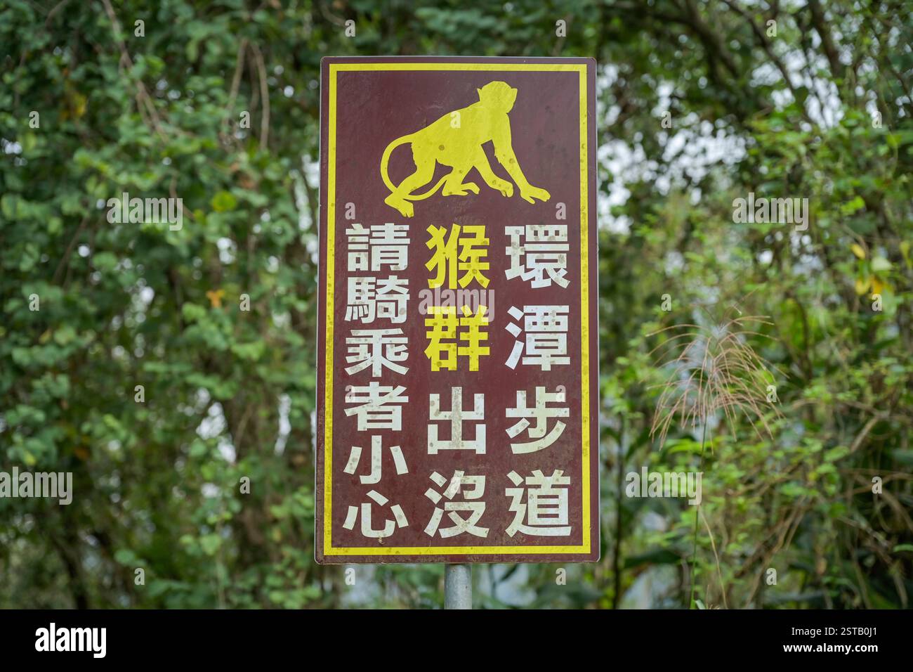 Warnschild, Affen im Waldgebiet Chinan National Forest Recreation Area ...