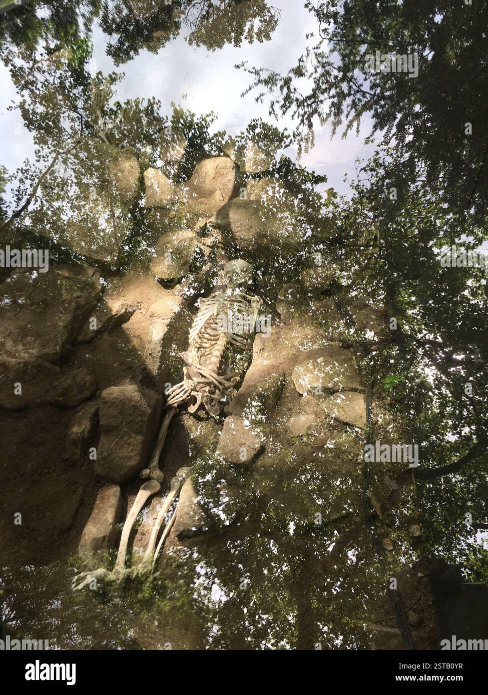 Skeleton submerged in shallow water amidst rocks and foliage. Sunlight ...