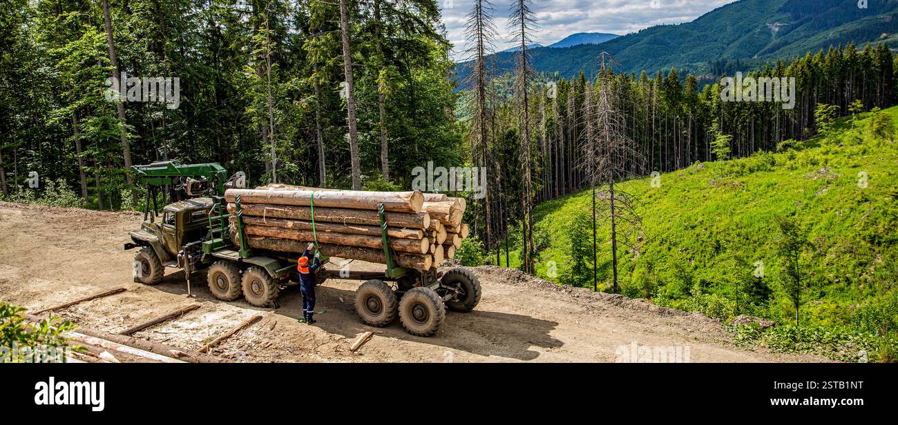 A log loader or forestry machine loads a log truck at the site landing ...