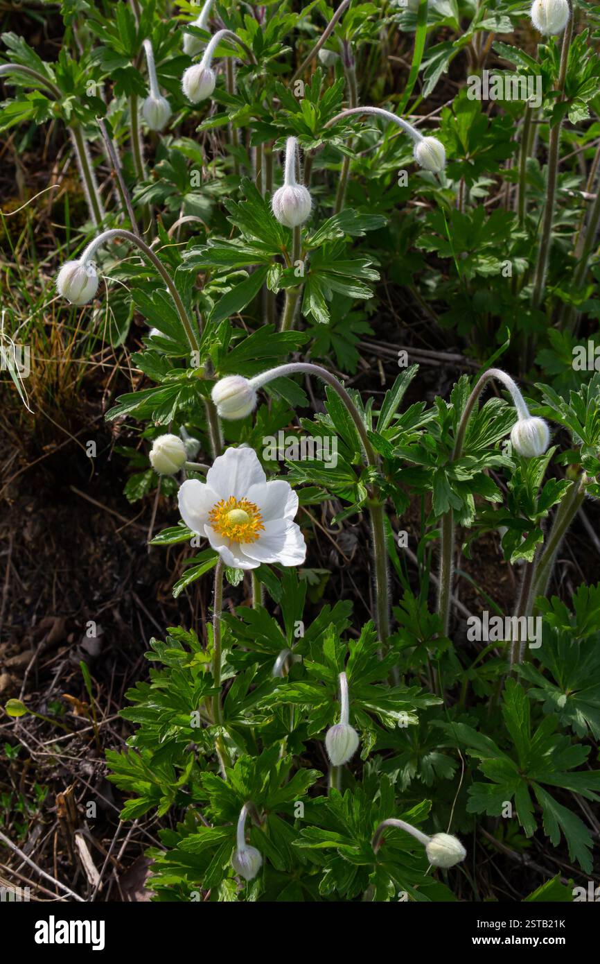 Anemonoides sylvestris Anemone sylvestris, known as snowdrop anemone or ...