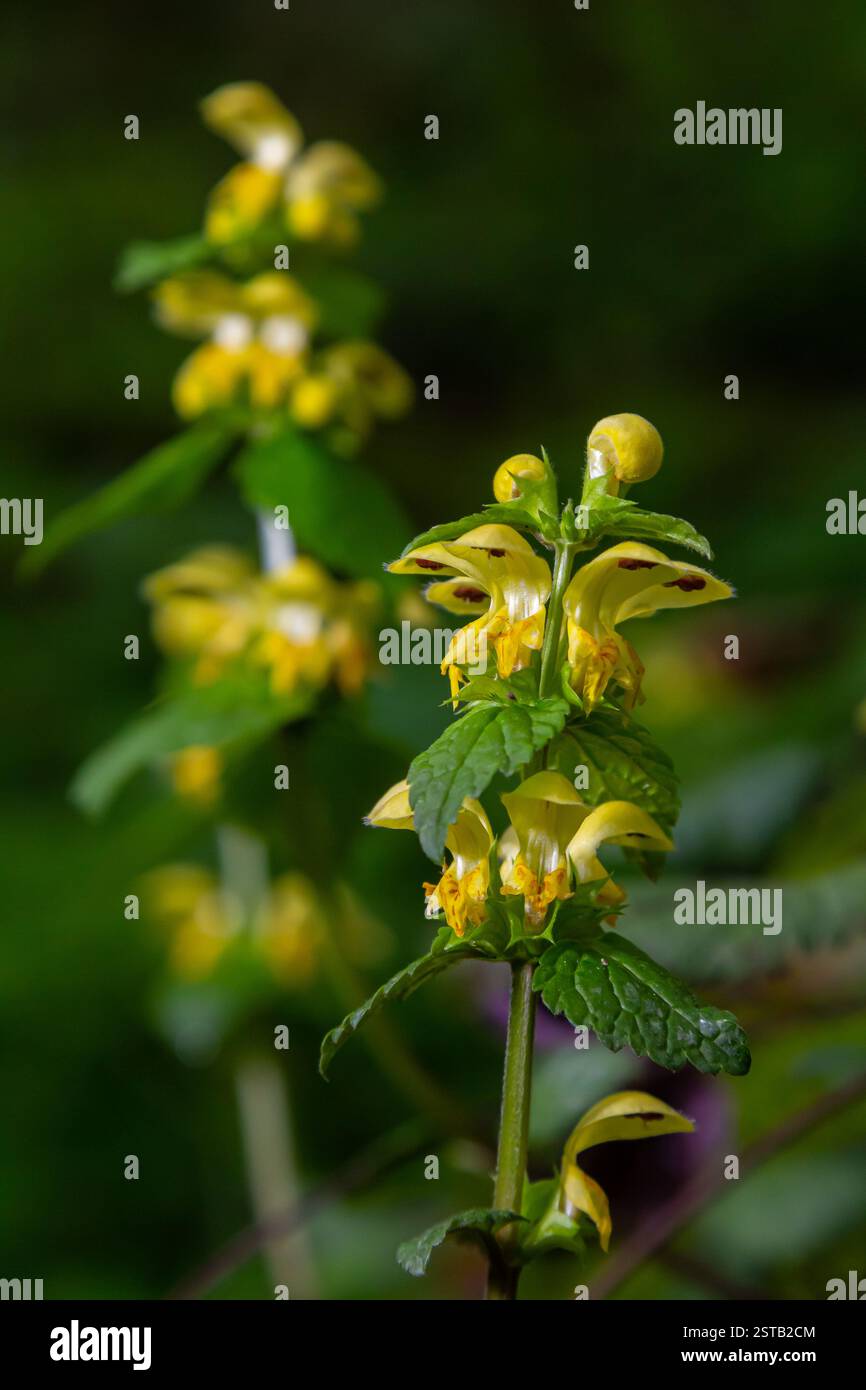 Yellow archangel plant Lamium galeobdolon with flowers and green leaves ...