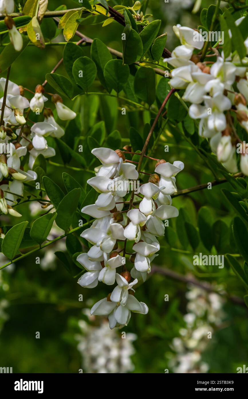 Honey bee collects nectar from white flowers tree acacia. Blooming ...