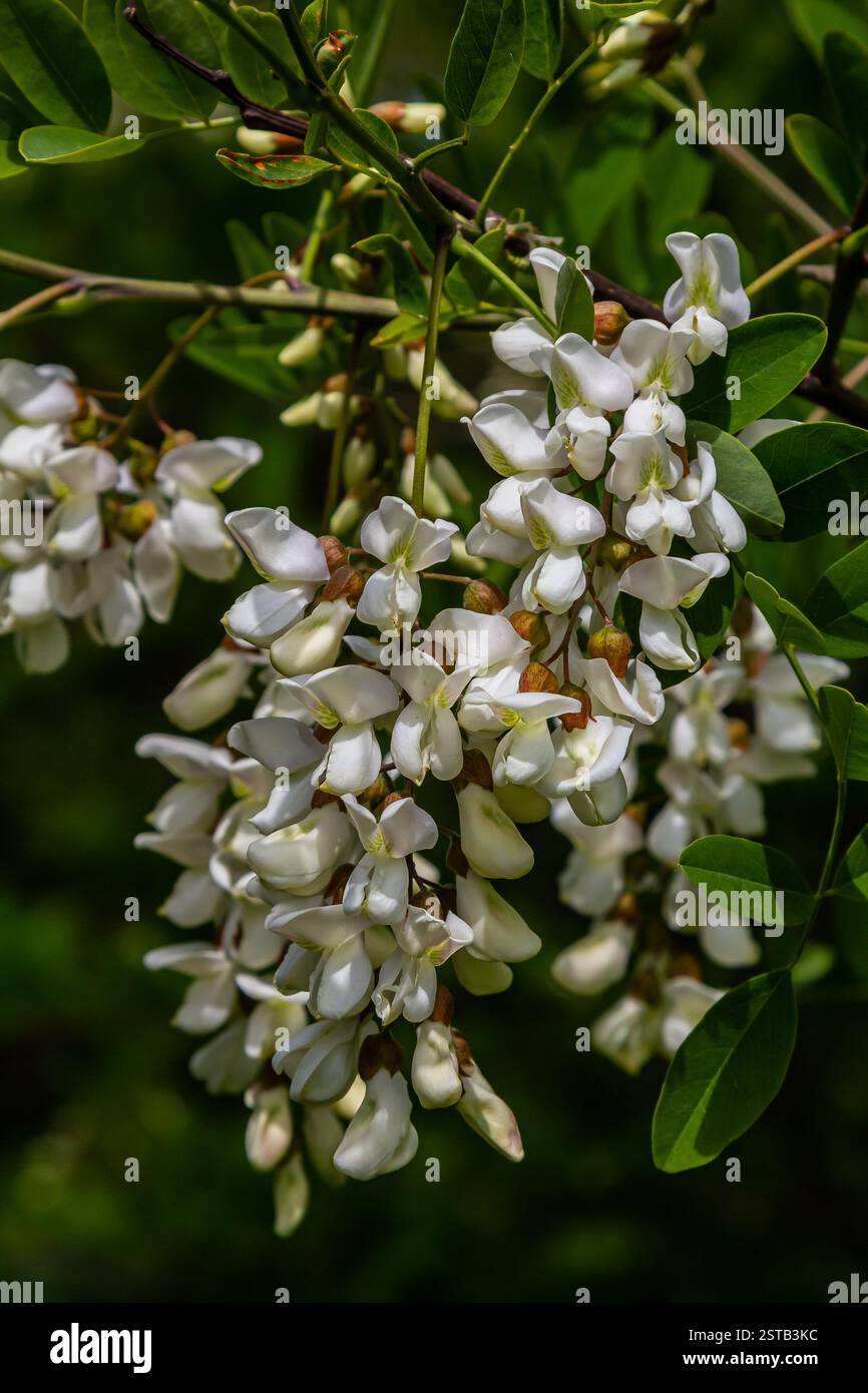 Honey bee collects nectar from white flowers tree acacia. Blooming ...