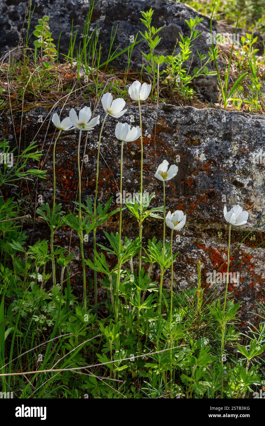 Anemonoides sylvestris Anemone sylvestris, known as snowdrop anemone or ...