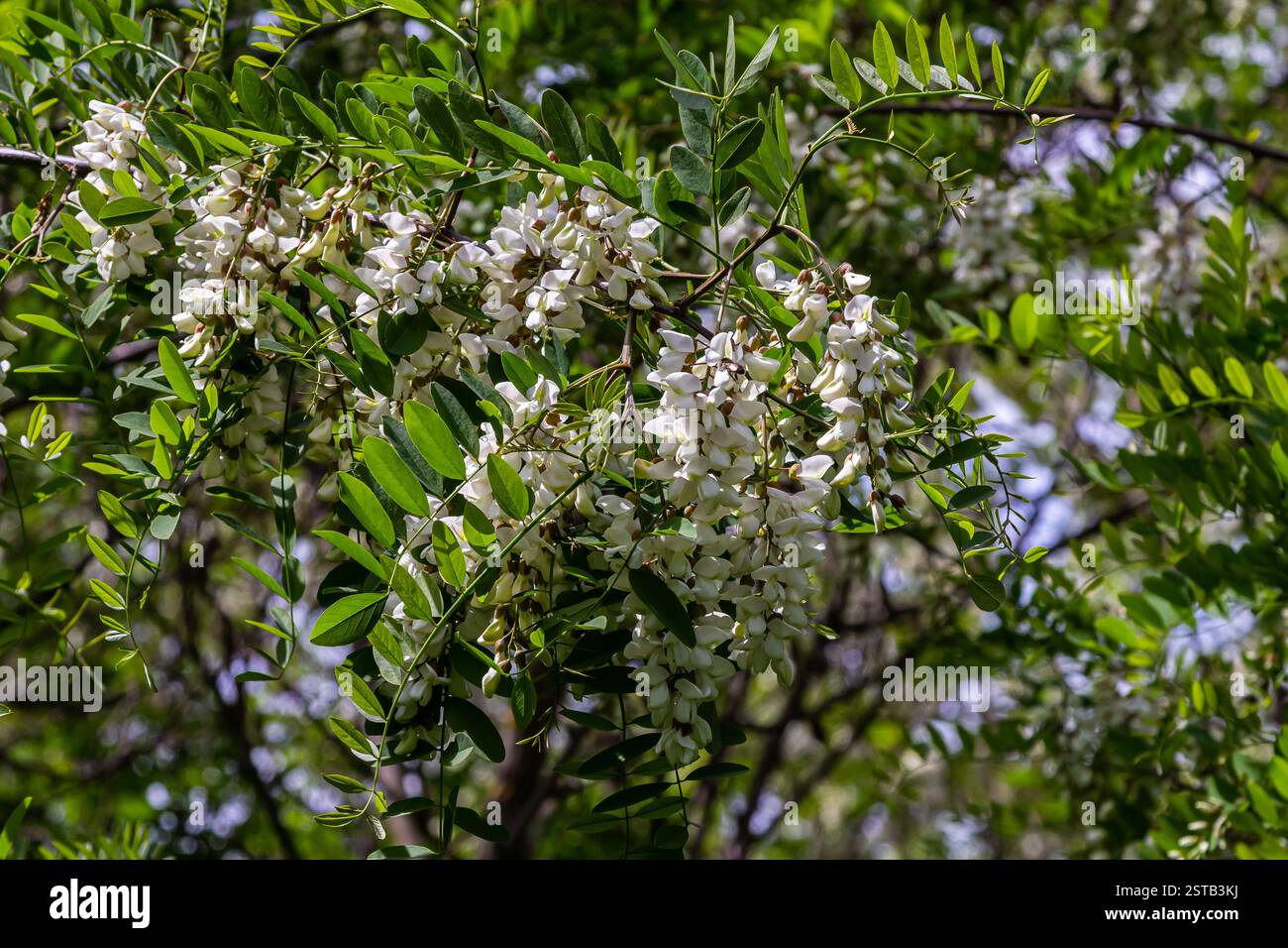 Honey bee collects nectar from white flowers tree acacia. Blooming ...