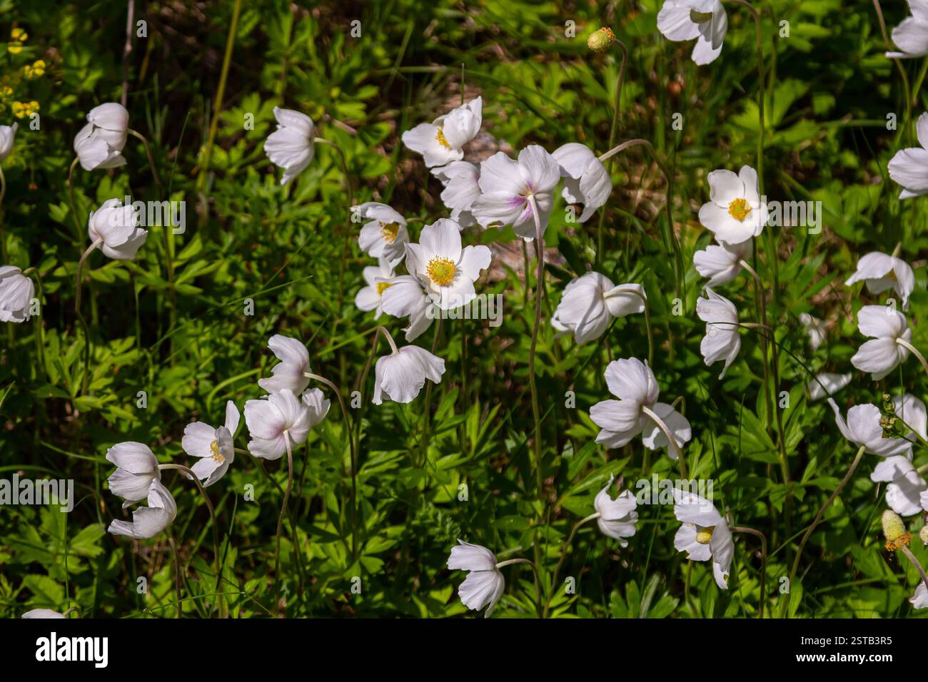 Anemonoides sylvestris Anemone sylvestris, known as snowdrop anemone or ...