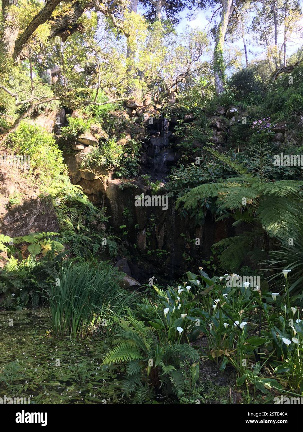 Waterfall cascading down a rocky slope, lush ferns and foliage framing ...