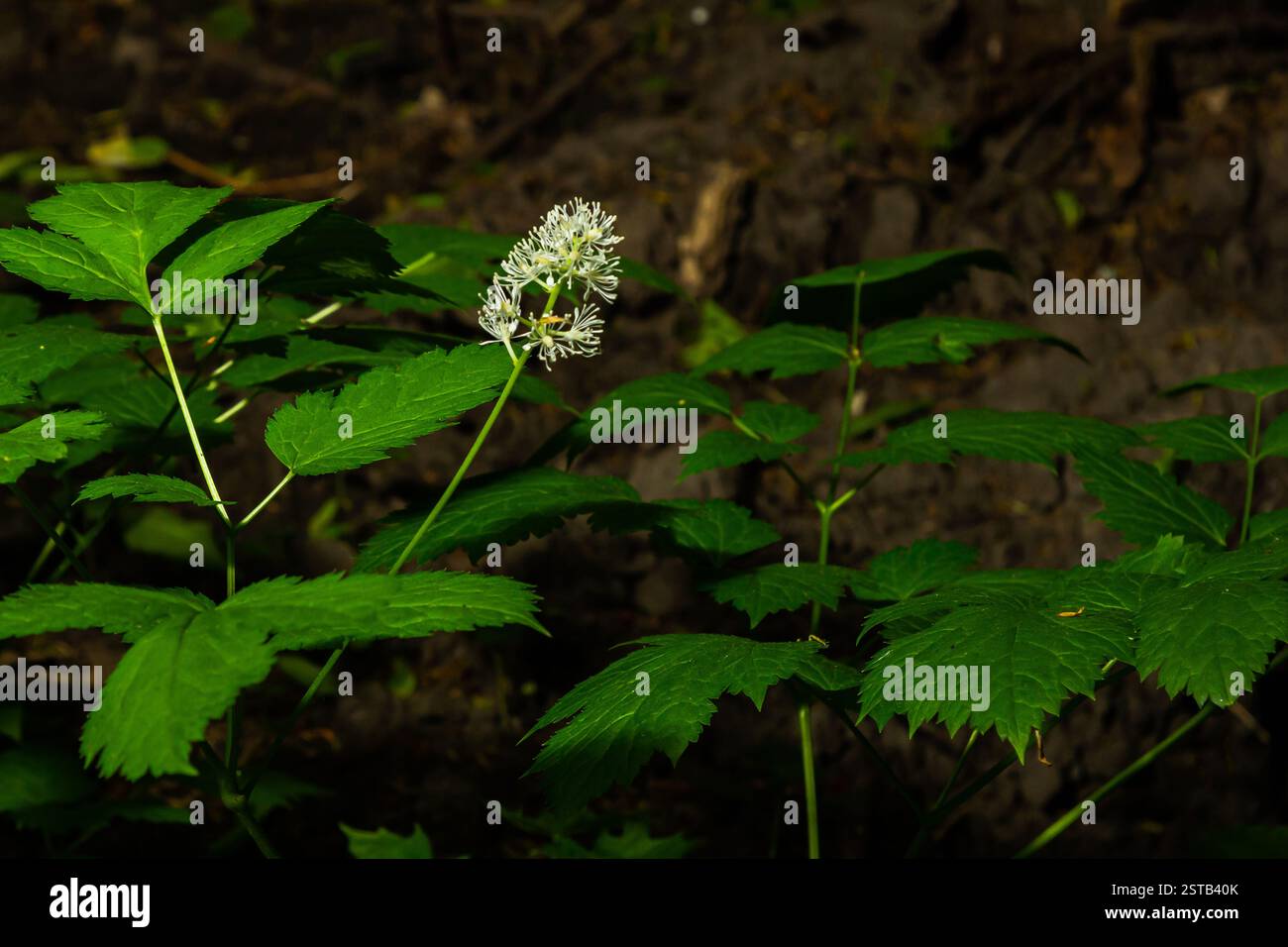 Eurasian baneberry with flower, Actaea spicata Stock Photo - Alamy