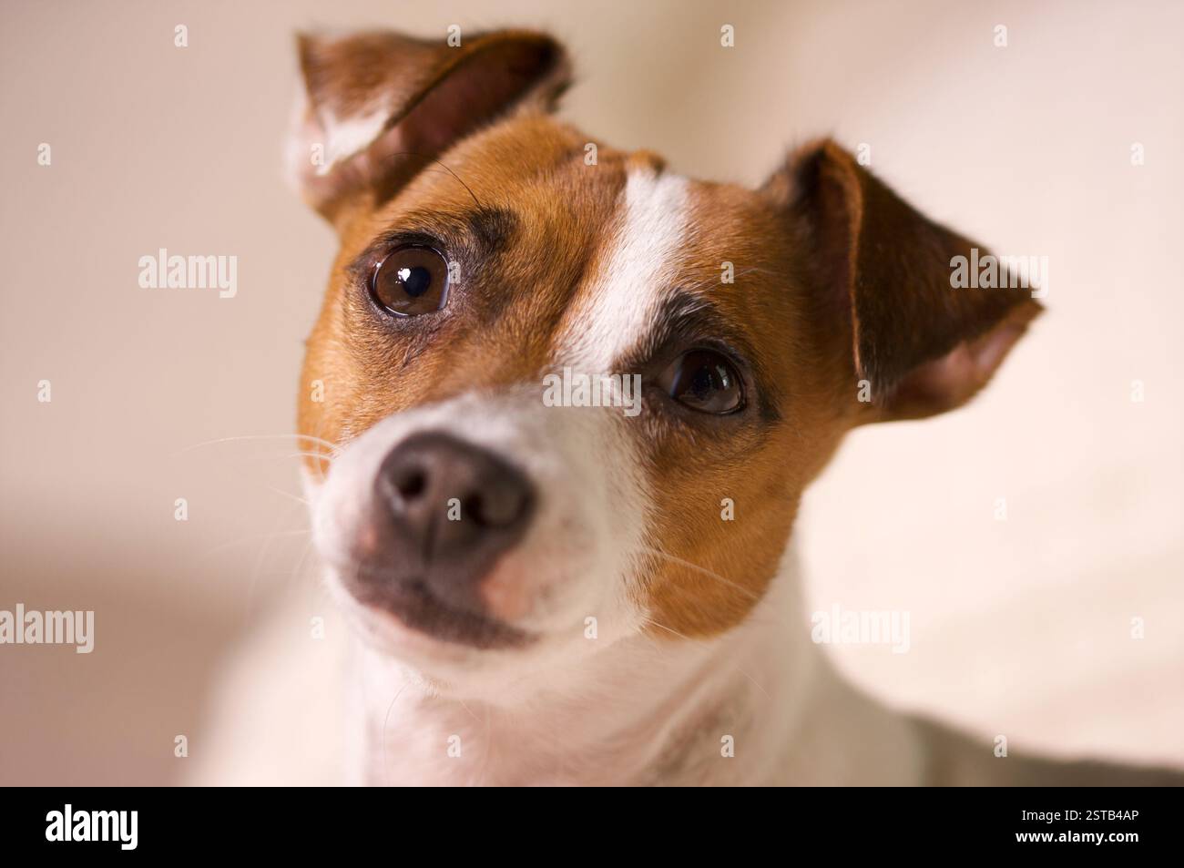 Portrait of russell hi-res stock photography and images - Alamy