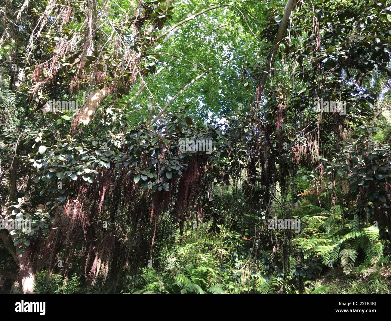 Plant tendrils cascade down from a tree canopy, sunlight filtering ...