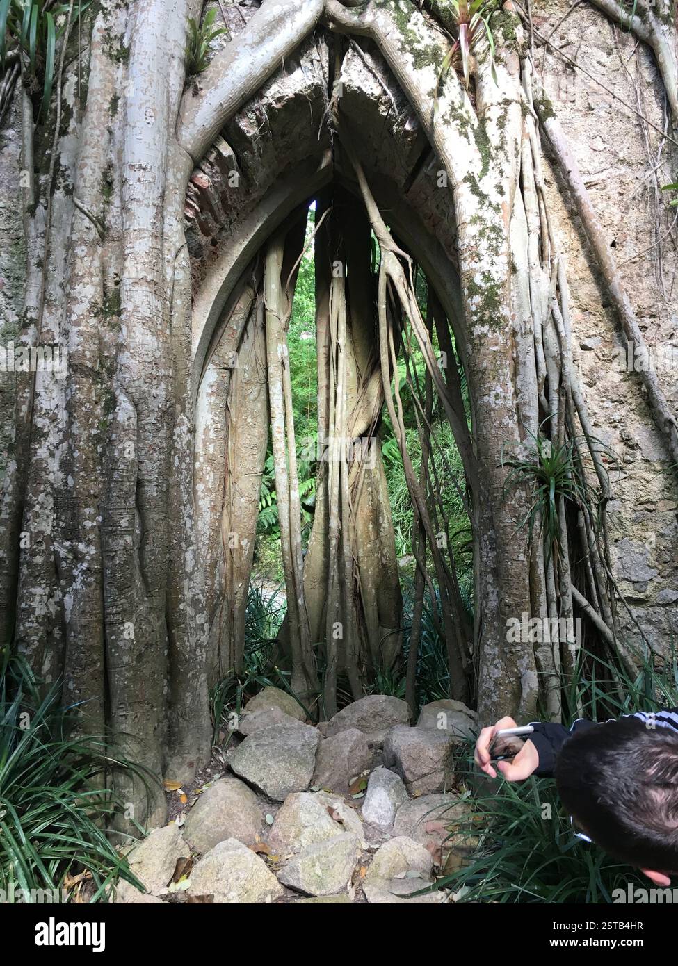 Stone archway overgrown with tangled roots and vines, creating a ...