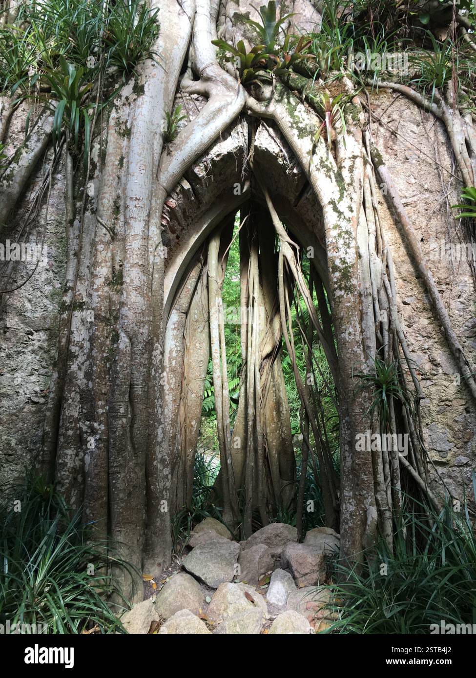 Stone archway overgrown with tangled roots and vines. Sunlight filters ...