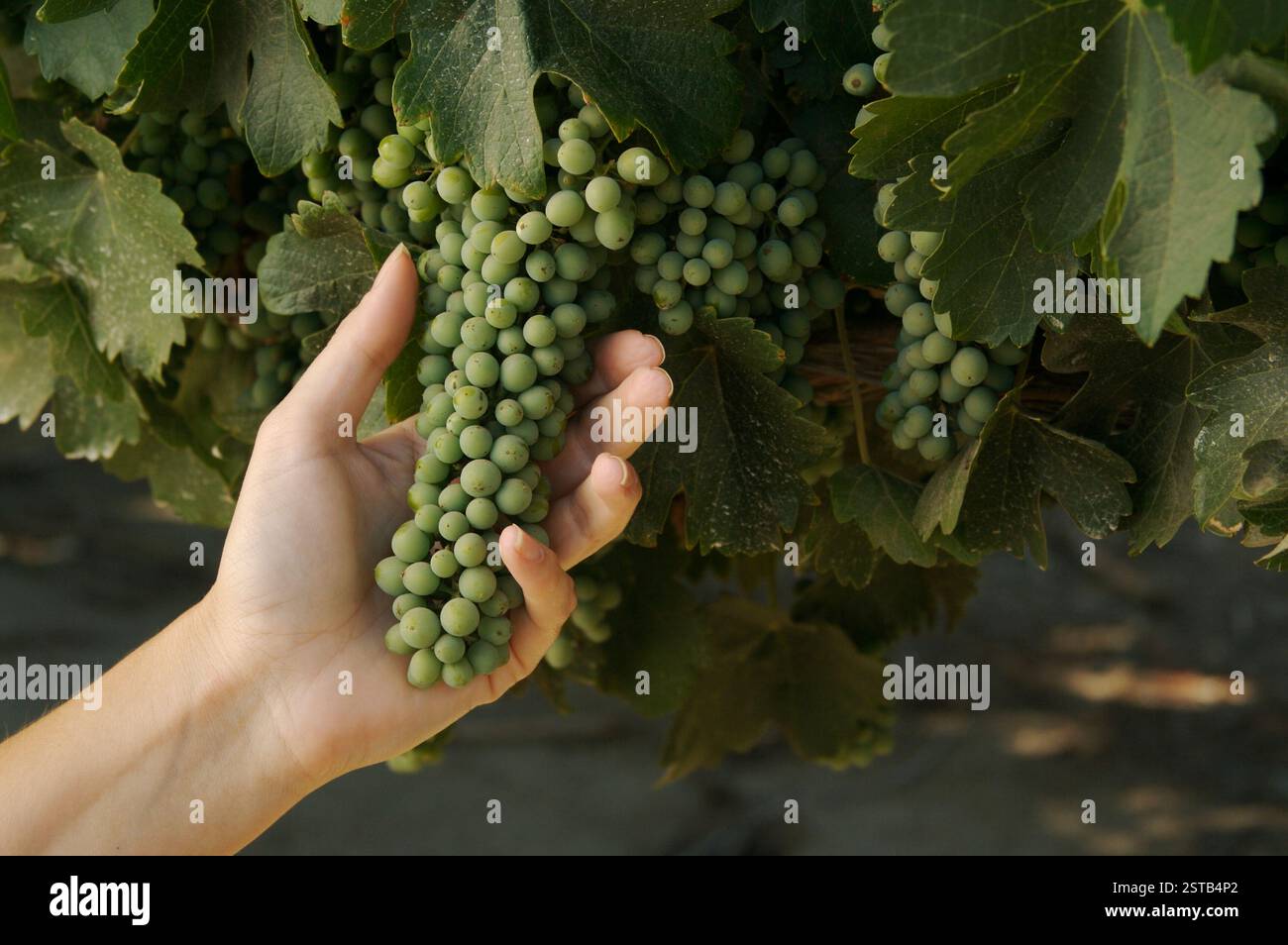 Temecula winery vines hi-res stock photography and images - Alamy