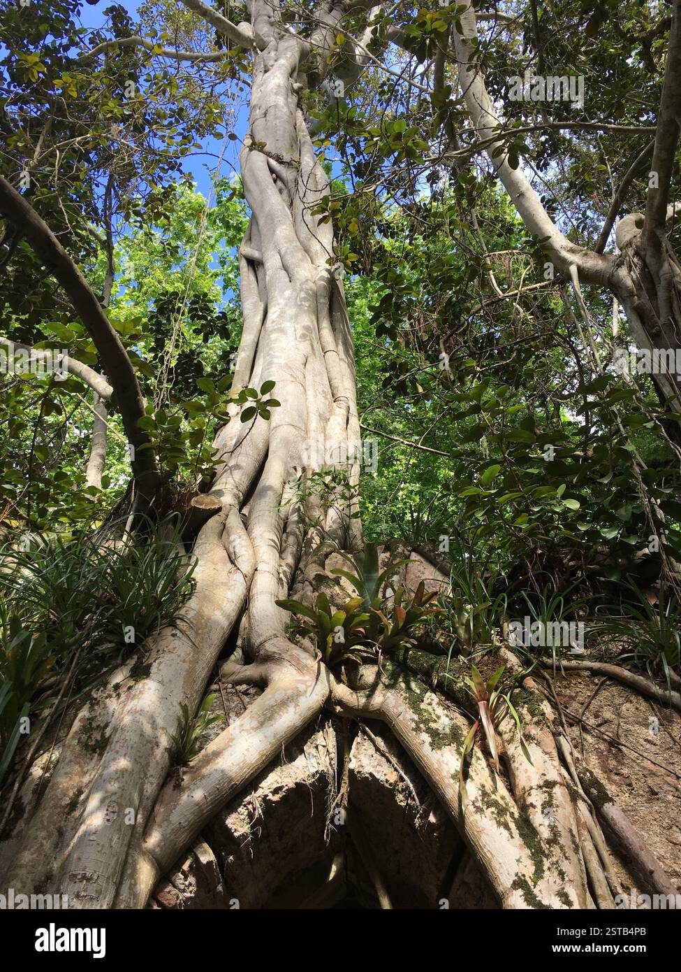 Ficus tree with massive, twisted roots engulfing a stone archway ...