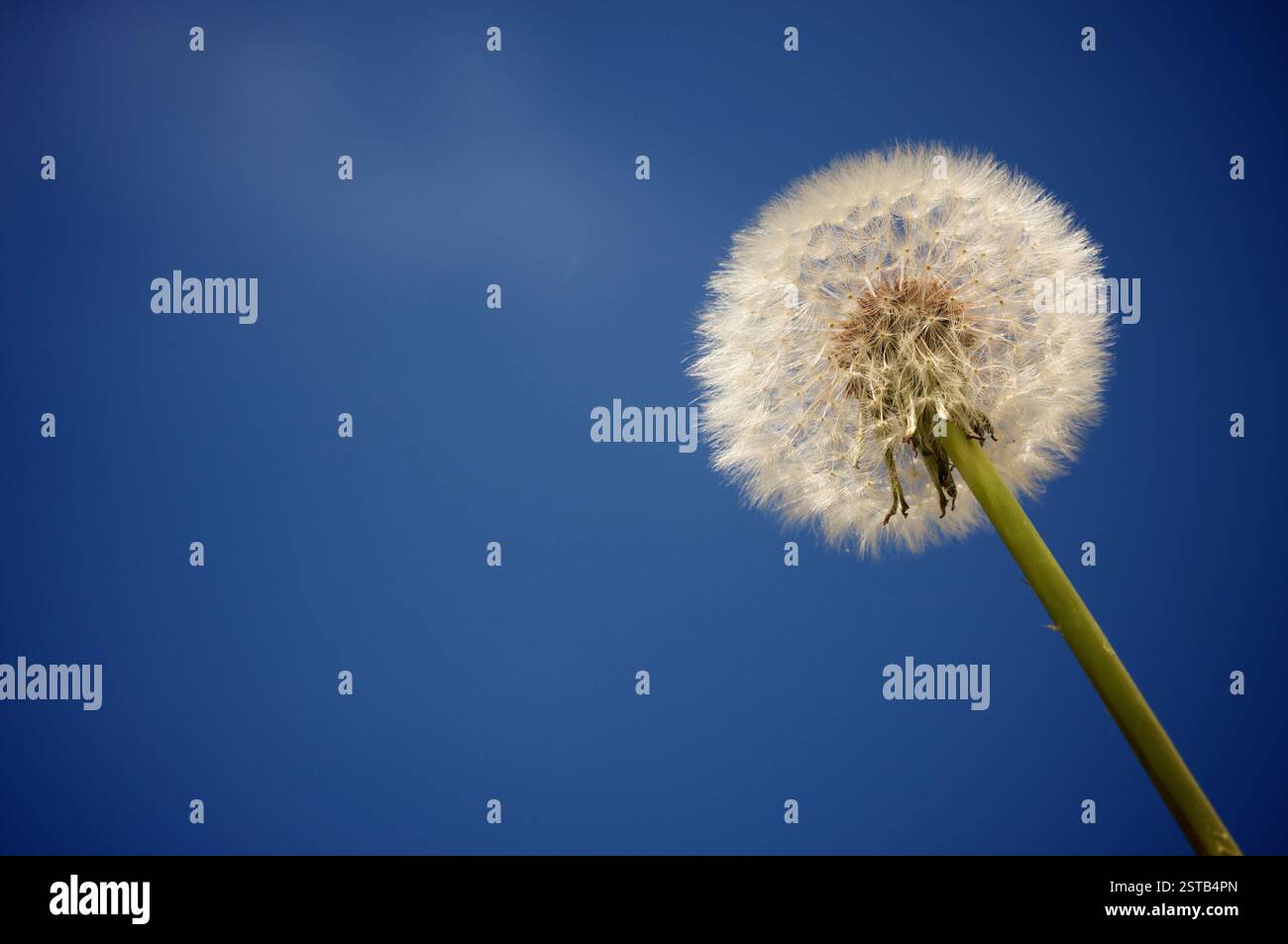 Dandelion Against Deep Blue Sky. Plenty of room for your own text Stock ...