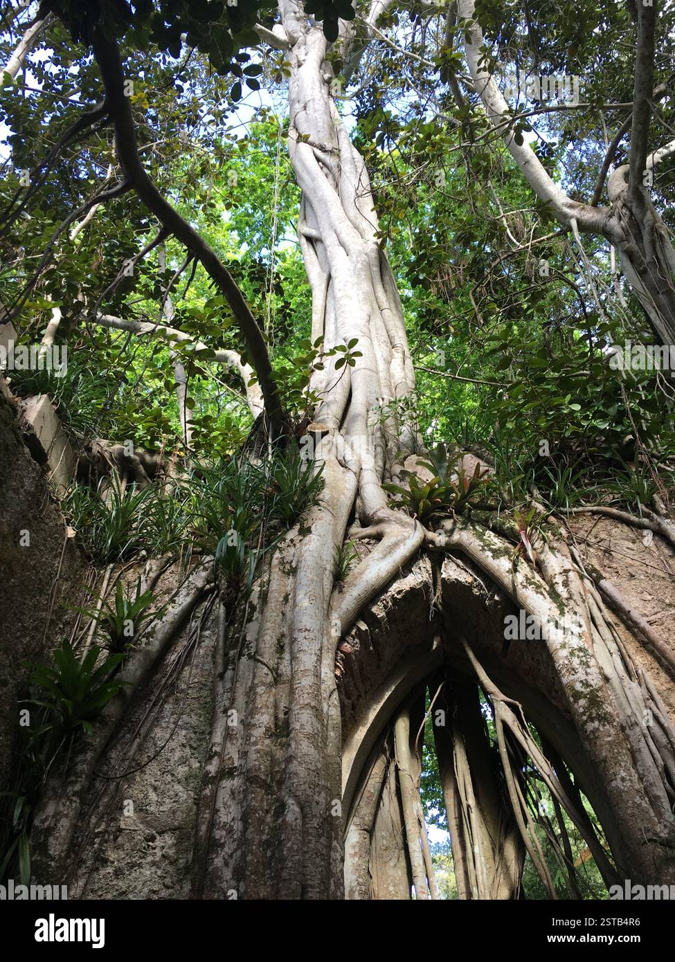 Ancient archway engulfed by vibrant roots. Lush foliage bursts through ...