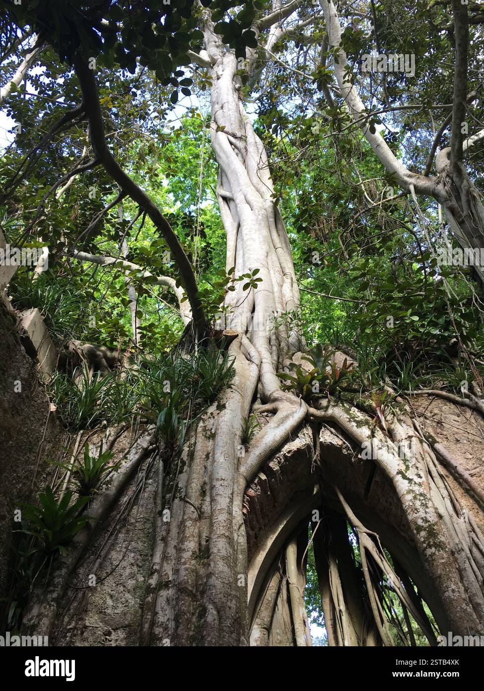 Tree roots engulfing arched structure. Lush green foliage. Nature's ...