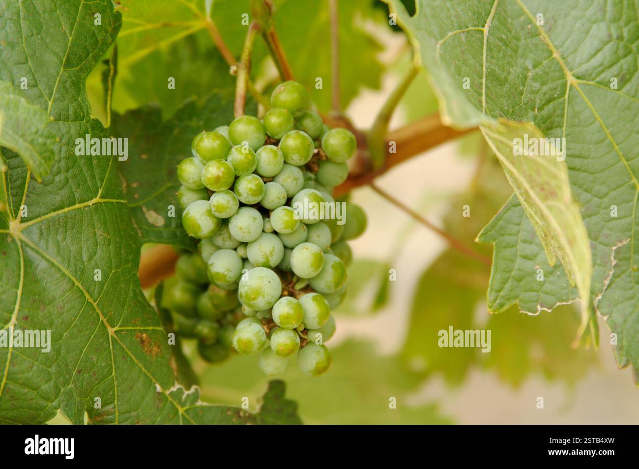 Temecula winery vines hi-res stock photography and images - Alamy