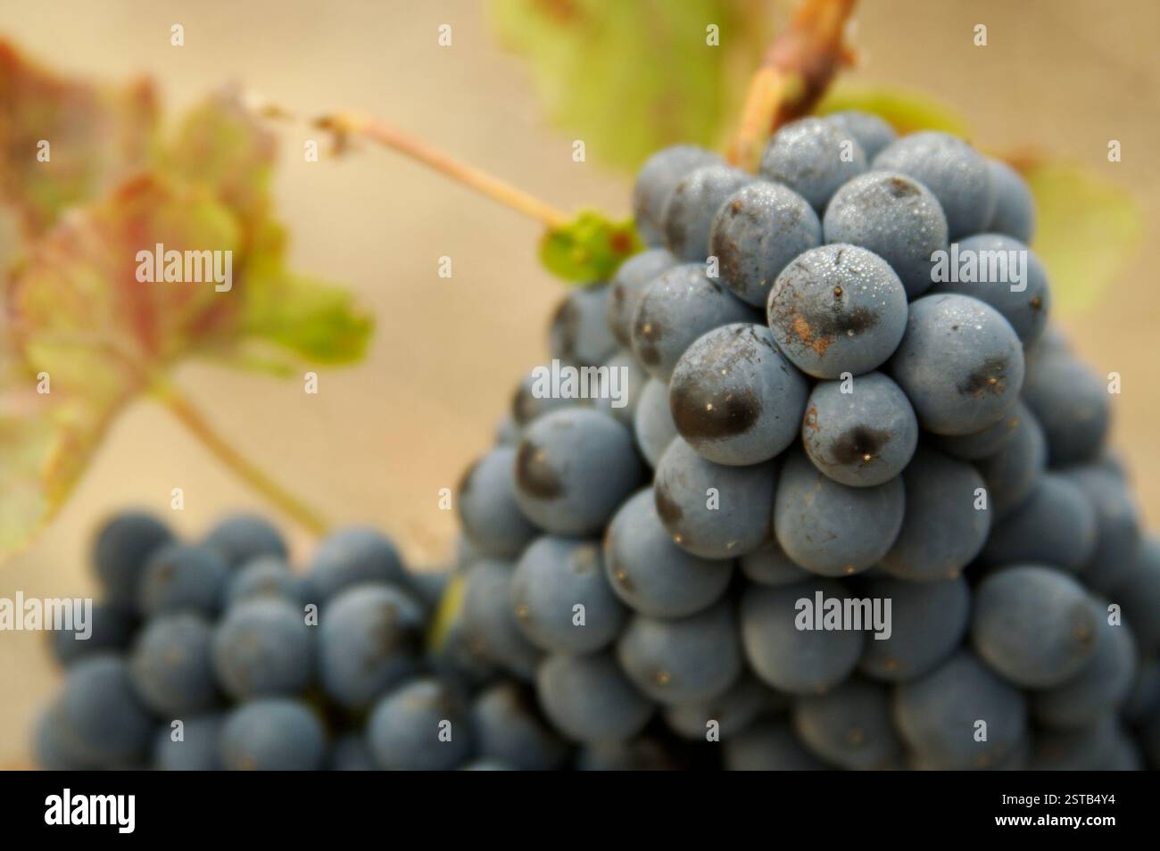 Temecula winery vines hi-res stock photography and images - Alamy