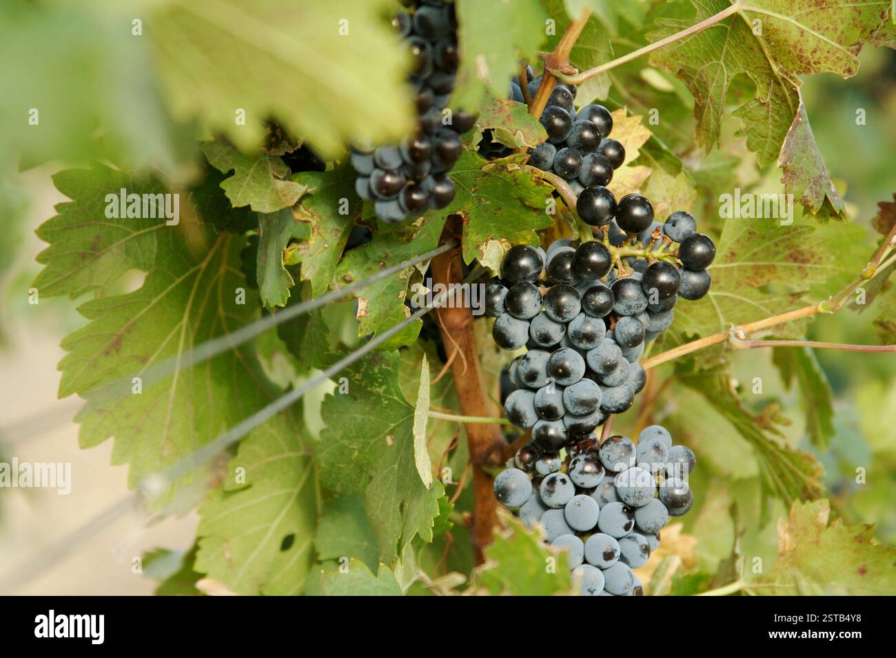 Temecula winery vines hi-res stock photography and images - Alamy