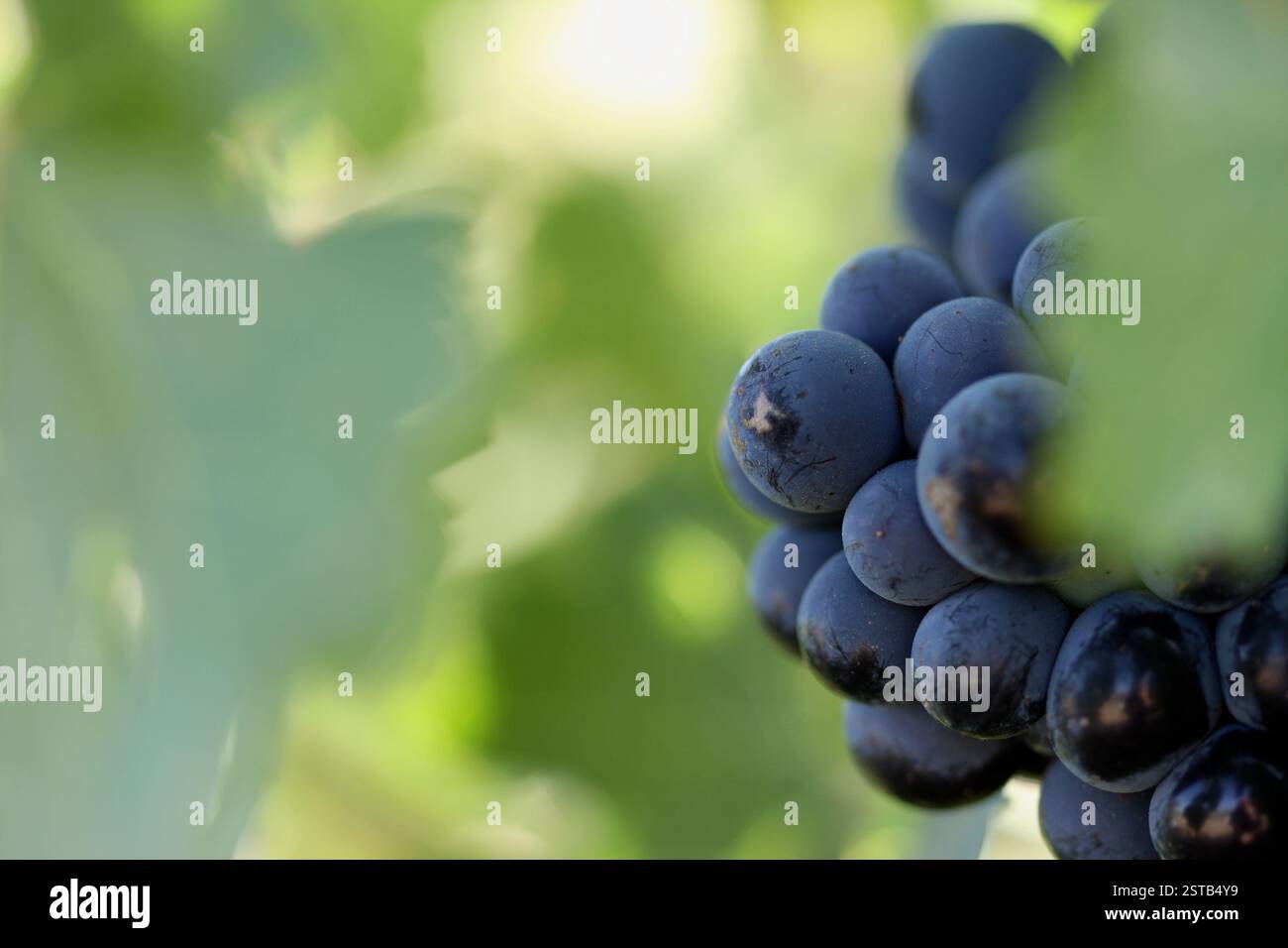 Temecula winery vines hi-res stock photography and images - Alamy