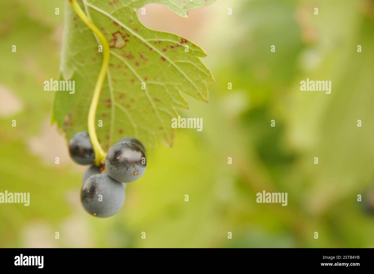 Temecula winery vines hi-res stock photography and images - Alamy